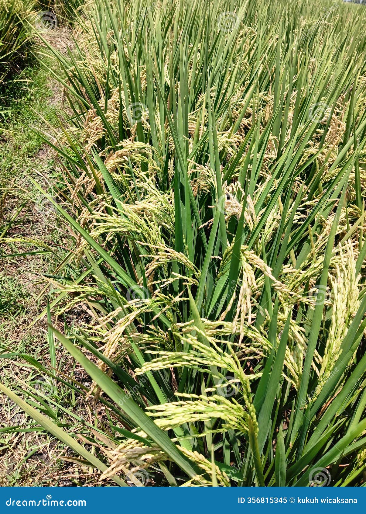 Generatif Phase of Rice Field 3 Weeks before Harvesting in Java ...