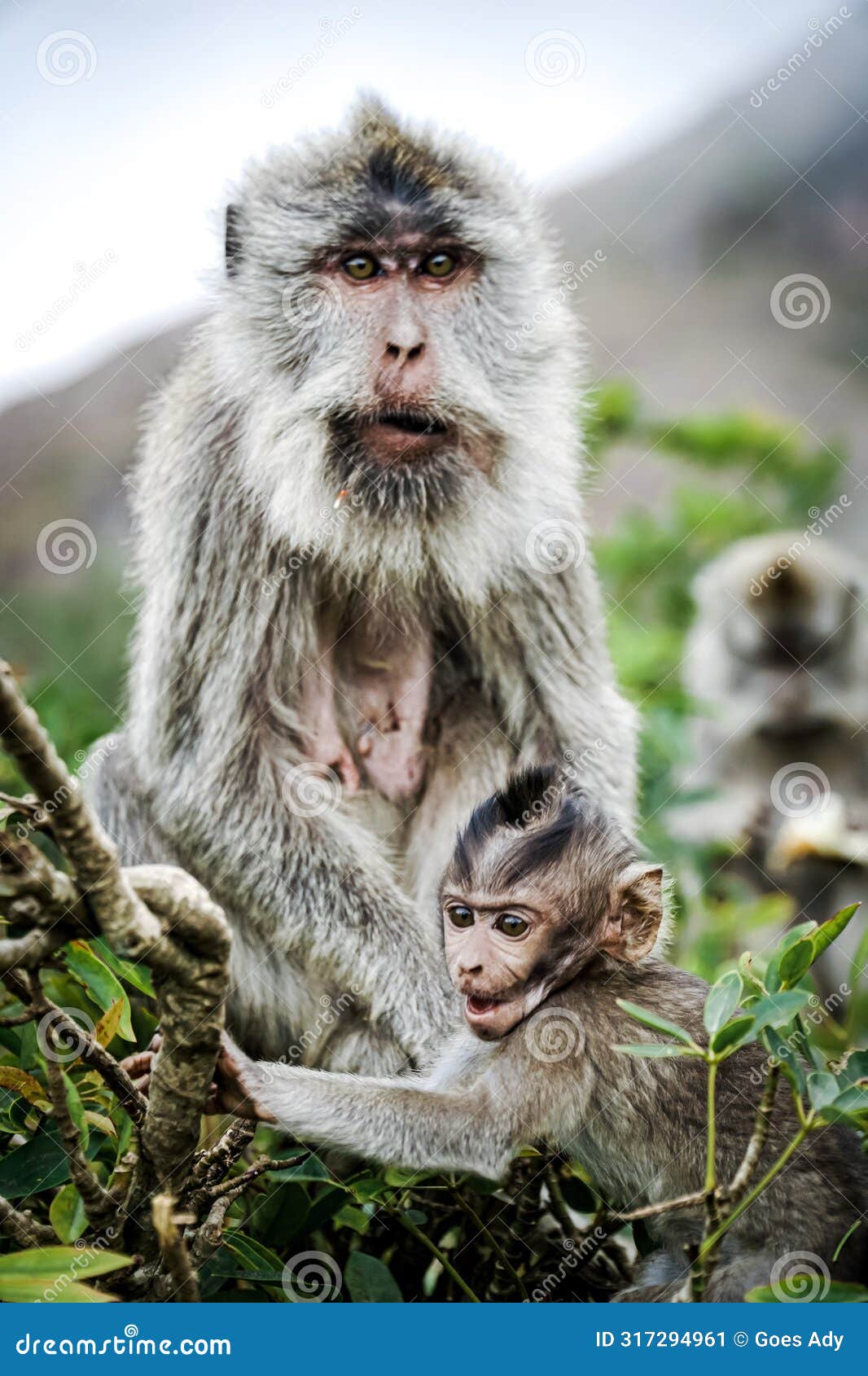 Generations in the Canopy: a Mother Ape& X27;s Journey with Her Young ...