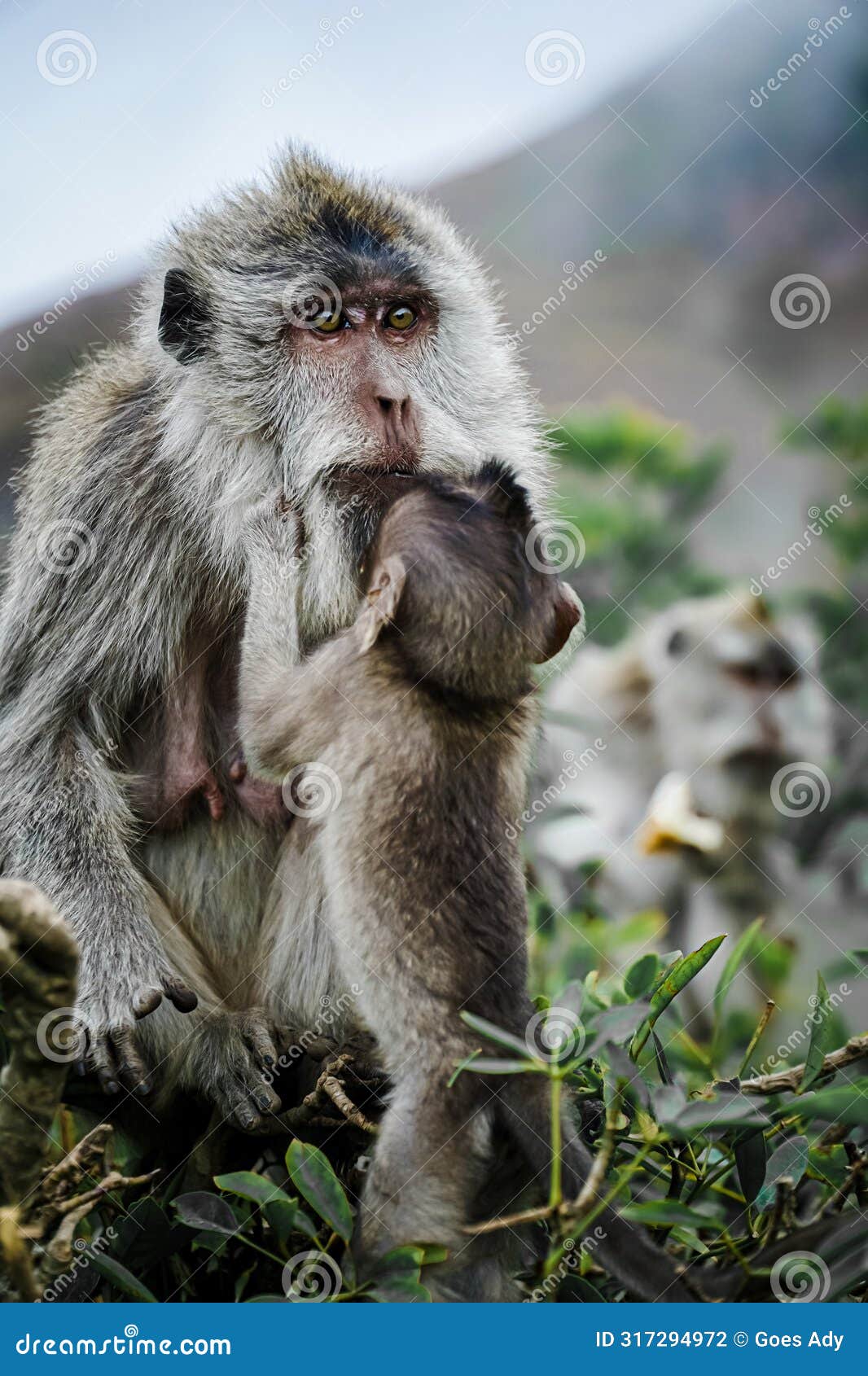 Generations in the Canopy: a Mother Ape& X27;s Journey with Her Young ...