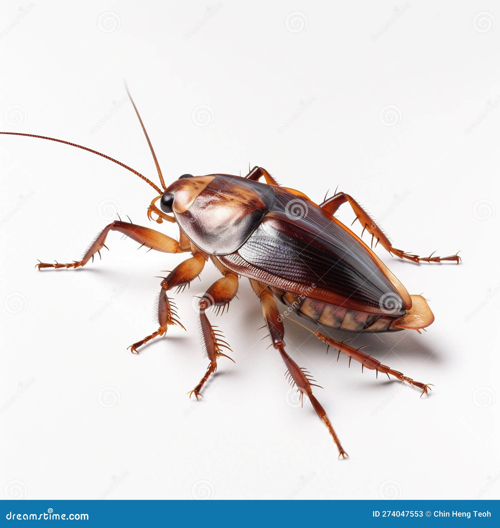 3d Cockroach Isolated On White Background - Realistic Lifelike Figure ...