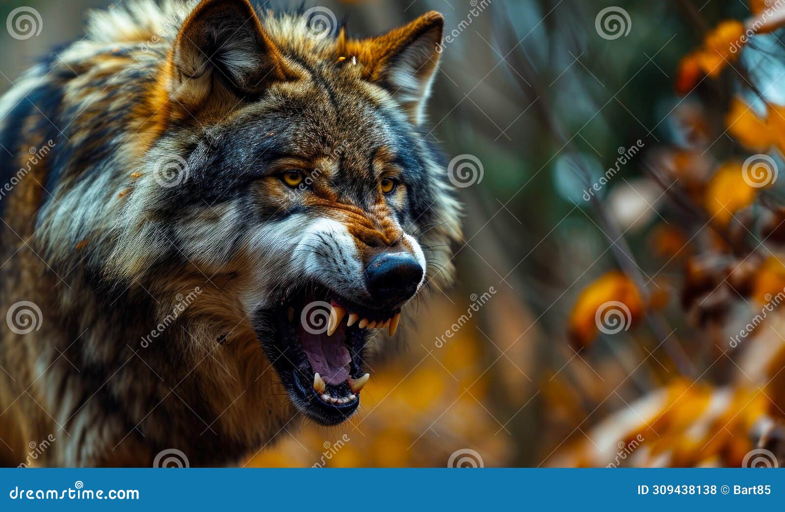 Ferocious Grey Wolf Snarling Aggressively in the Forest, Showcasing ...