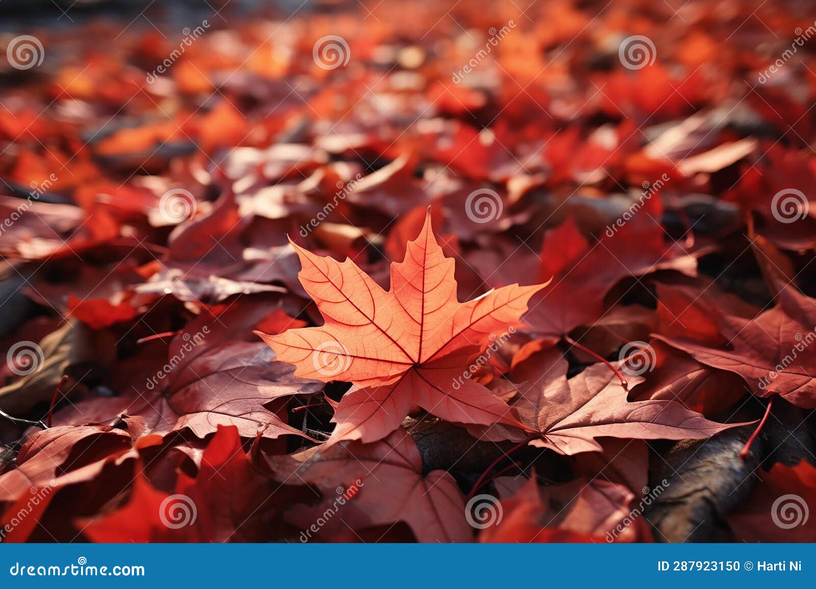 Generative AI Image of Autumn Red Maple Leaves Falling on the Ground ...