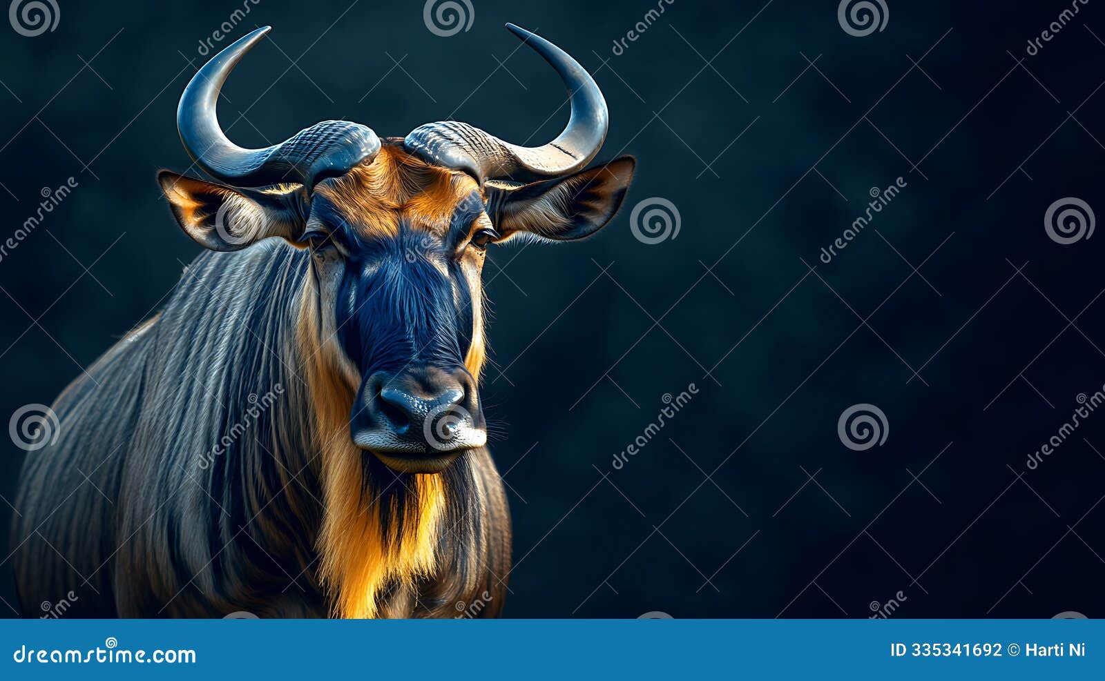 Generative AI Image of Close Up Wildebeest Face with Black Background ...