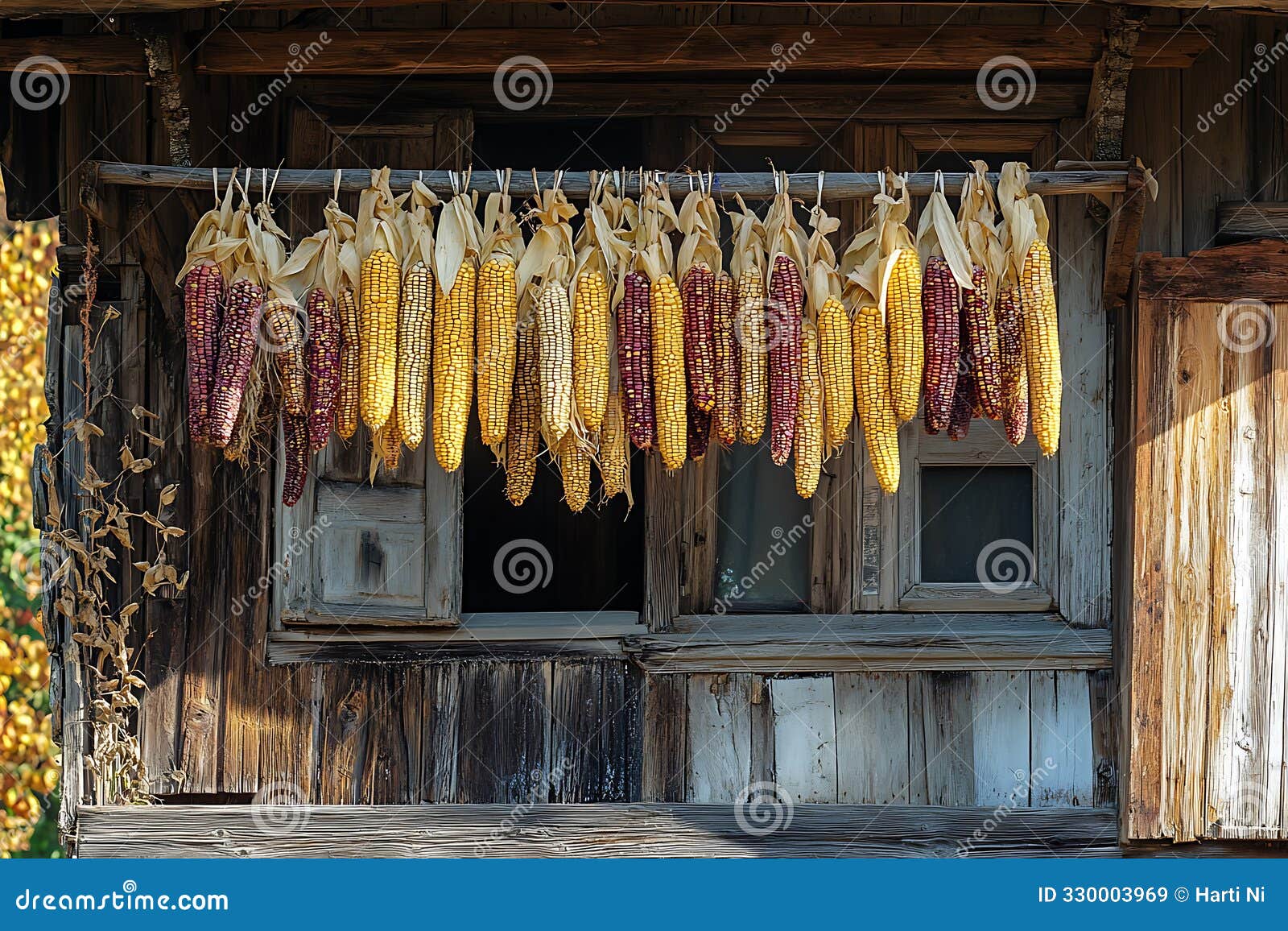 Generative AI Image of Harvested Corn Hanging for Drying Proses ...