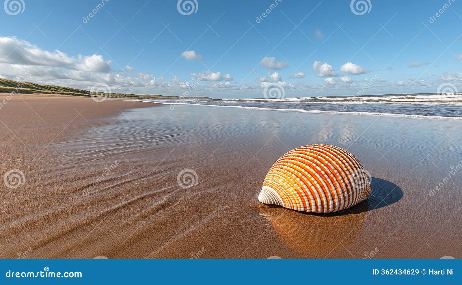 Generative AI Image of Shell on a Beach Landscape in Summer Stock ...