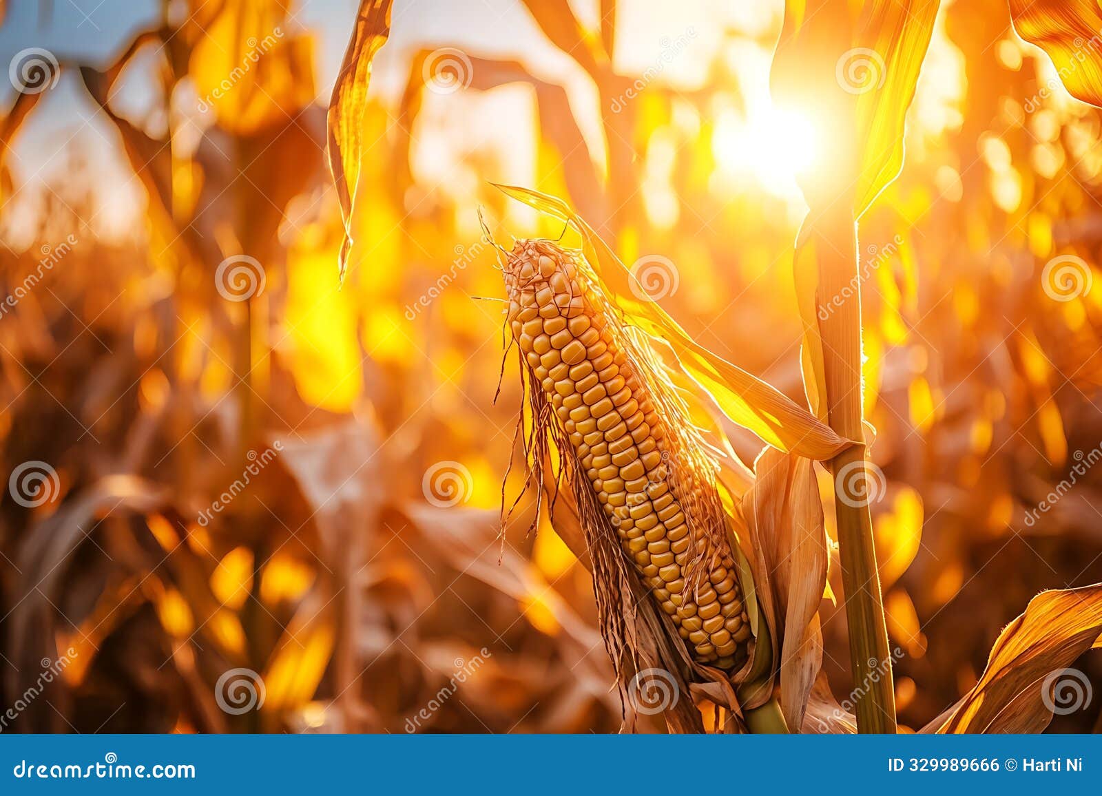 Generative AI Image of Unharvested Corn at Cornfield Garden Farm ...