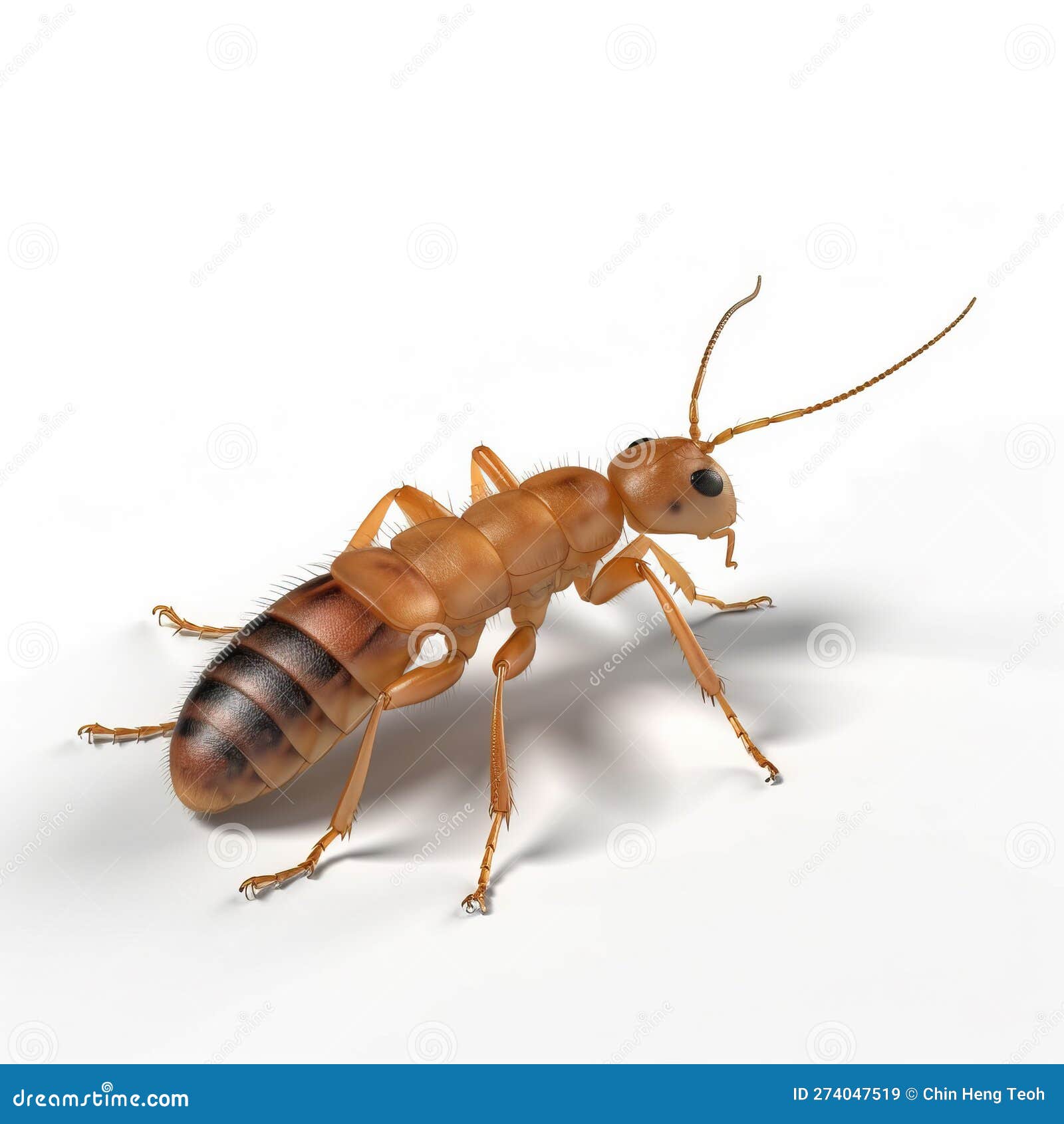 Generative AI of a Termite Ant Isolated on White Background Stock ...
