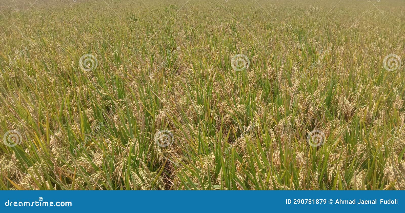 Generative Phase of Rice Plants Stock Image - Image of rice, phase ...