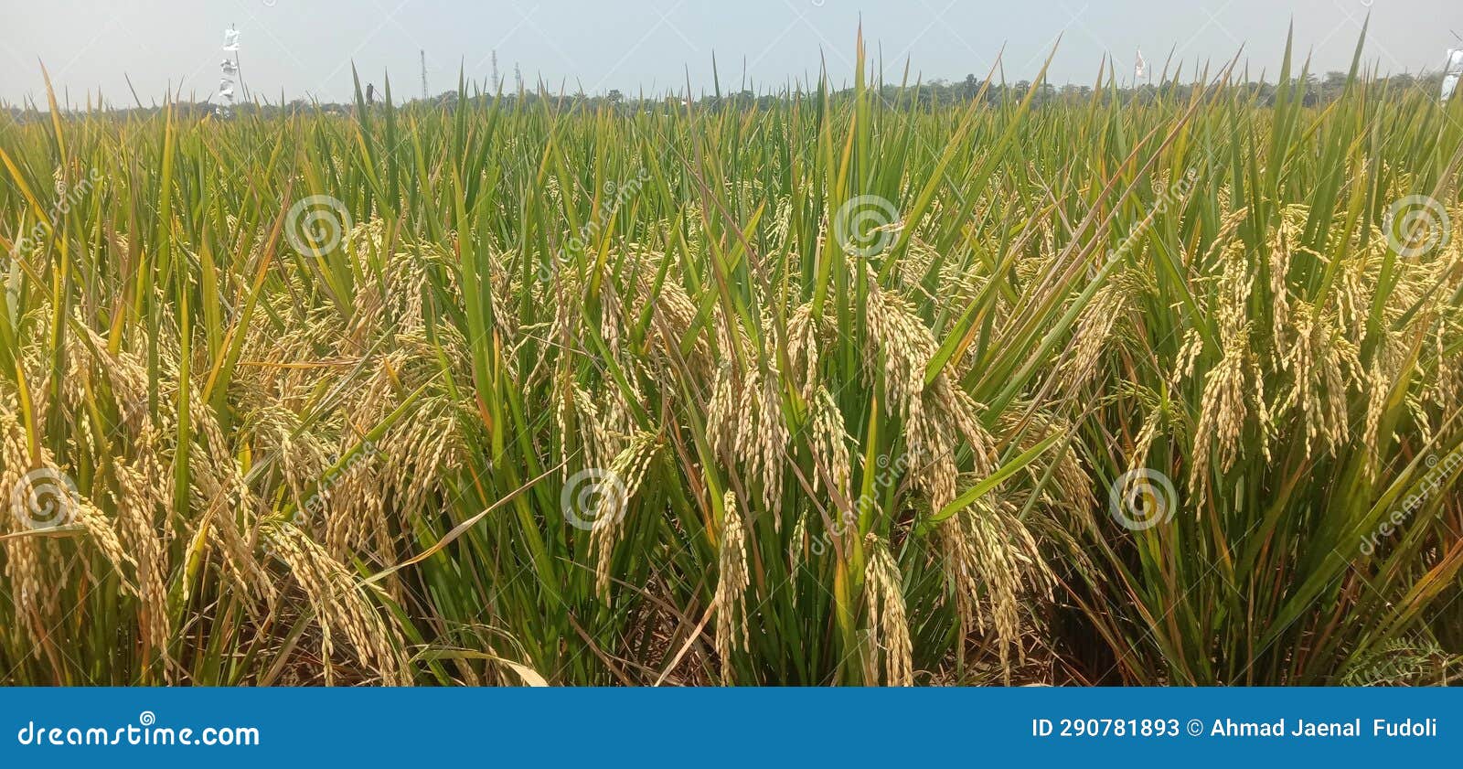 Generative Phase of Rice Plants Stock Image - Image of plants ...