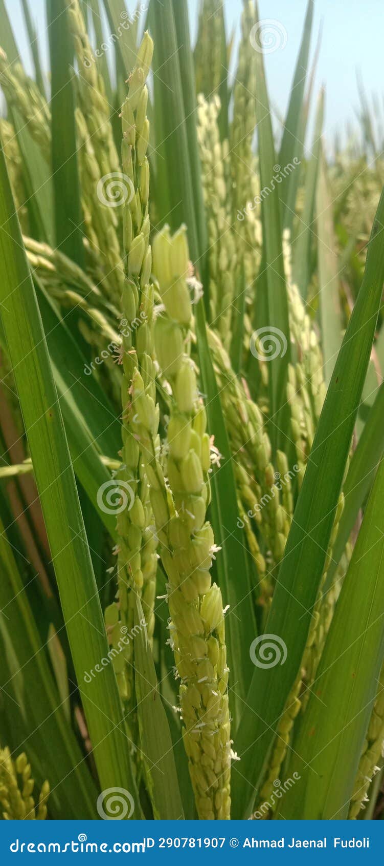 Generative Phase of Rice Plants Stock Image - Image of paddy, plants ...