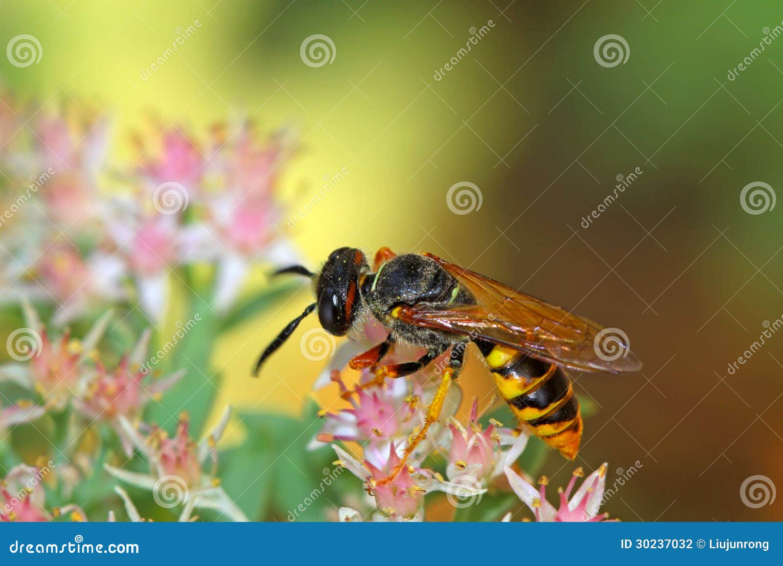 Genere Delle Api Di Insetti Fotografia Stock - Immagine di calabrone ...