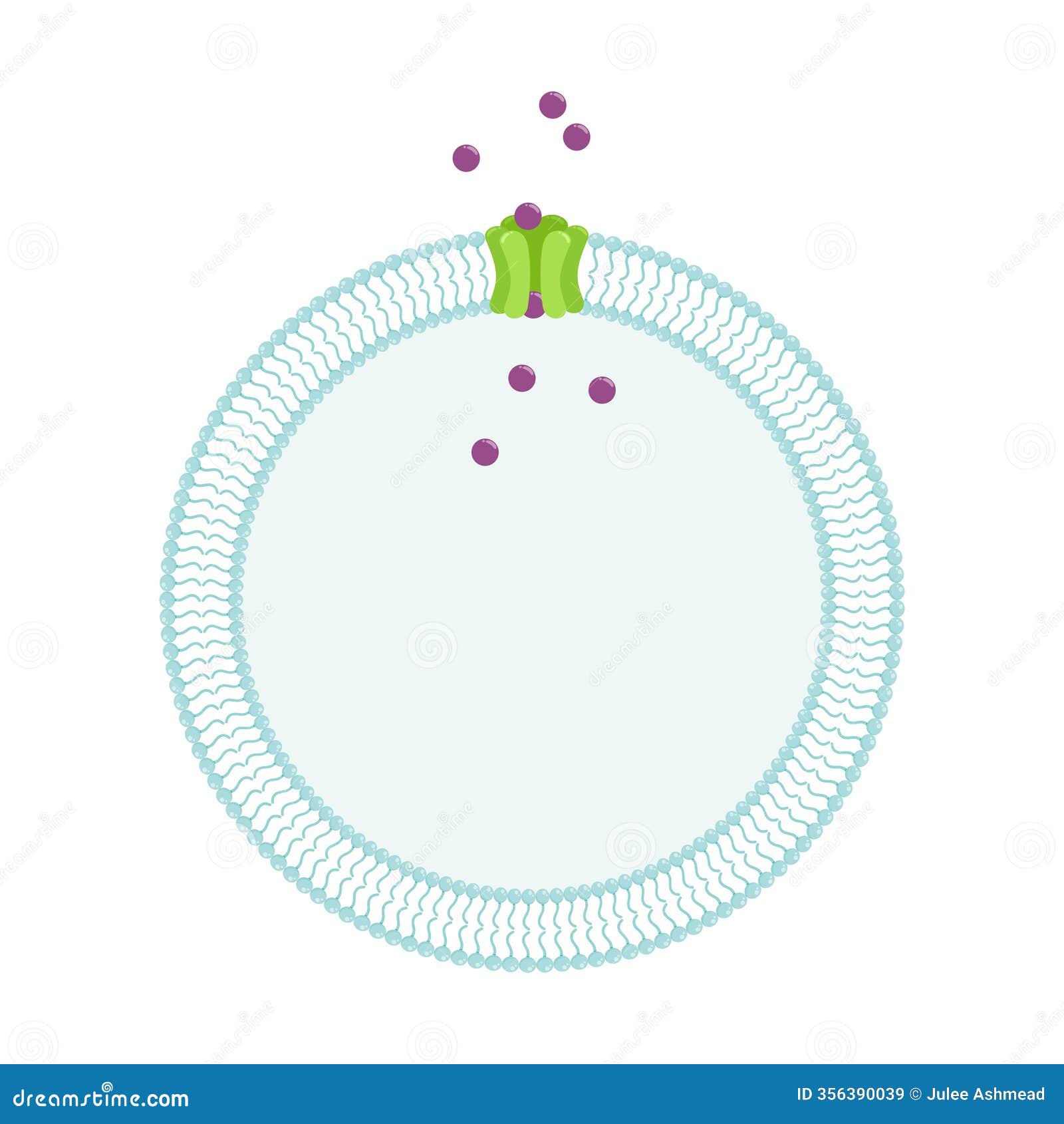 Cell with Phospholipid Bilayer Membrane and Porin Ion Channel Transport ...