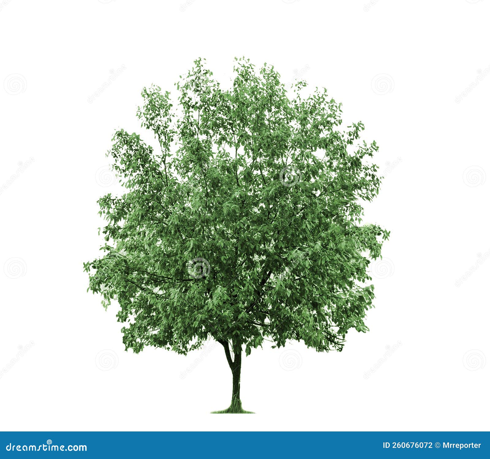 Generic Deciduous Tree Isolated Stock Photo - Image of generic, cutout ...