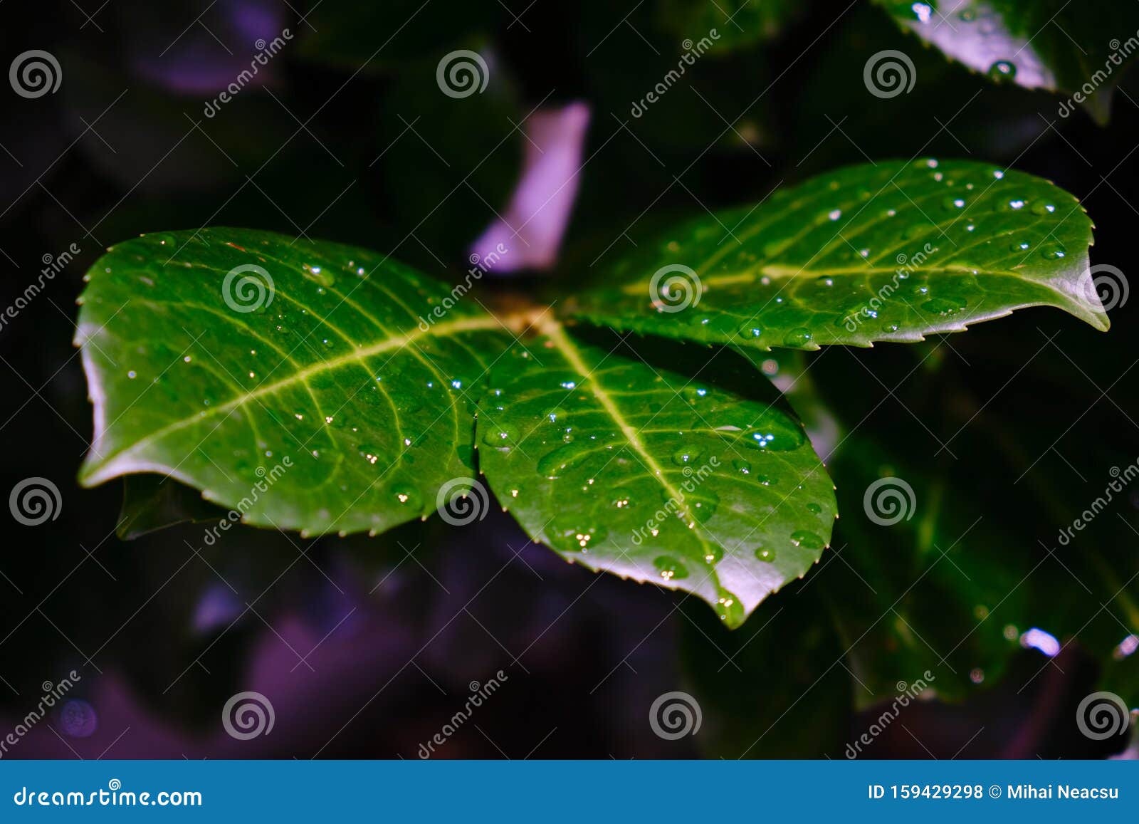 Generic Green Leaves with Rain Drops on Them - Close Up Stock Photo ...