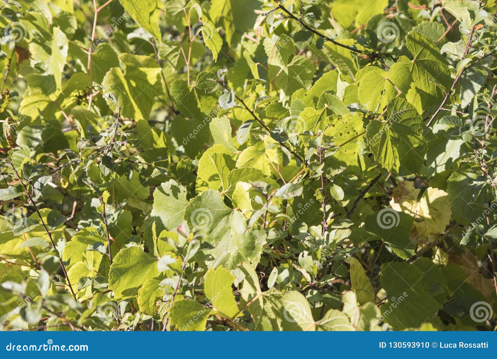 Generic Green Vegetation in a Background Composition Stock Photo ...