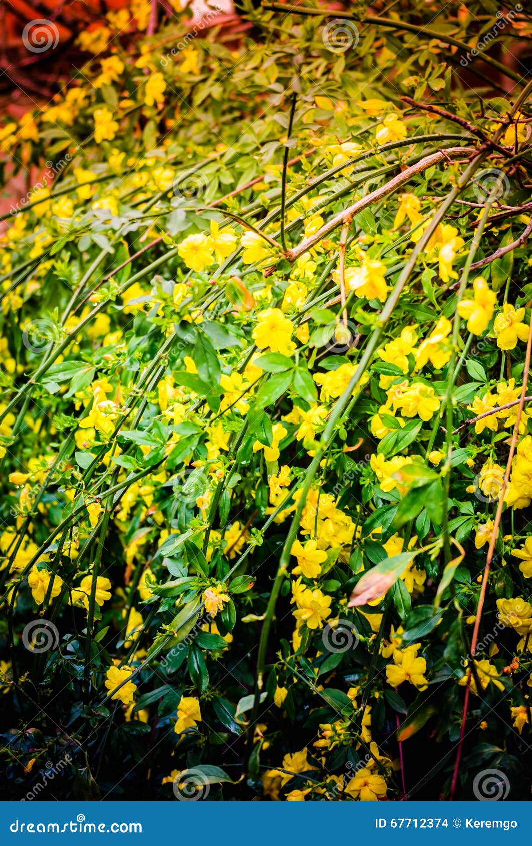 Generic Plants and Flowers stock photo. Image of outdoor - 67712374
