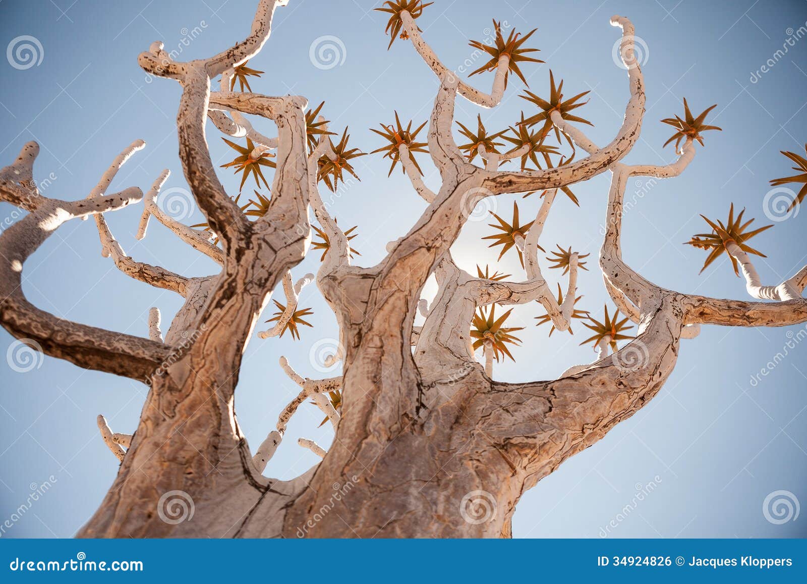 Generic Quiver Tree Shot from Dynamic Angle Stock Photo - Image of wild ...