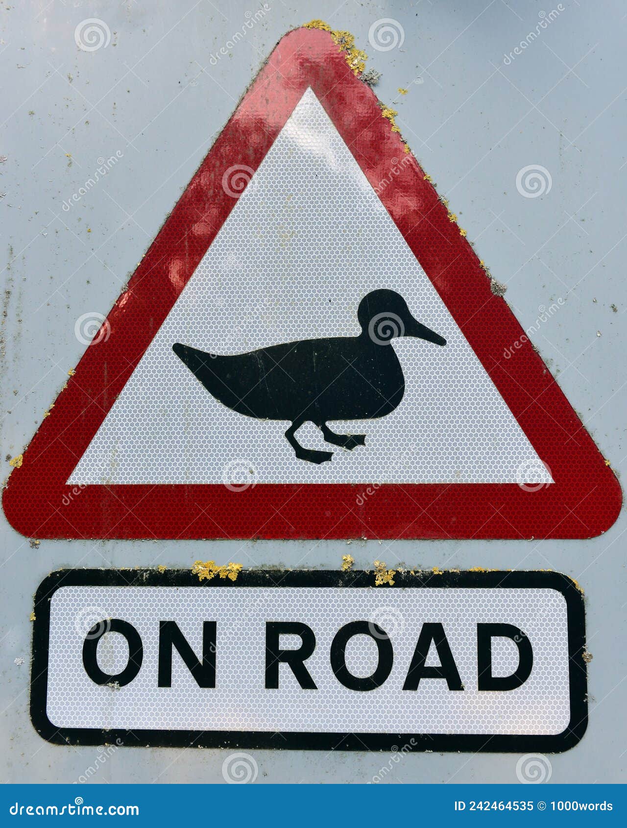 Ducks on Road Warning Sign stock image. Image of beware - 242464535