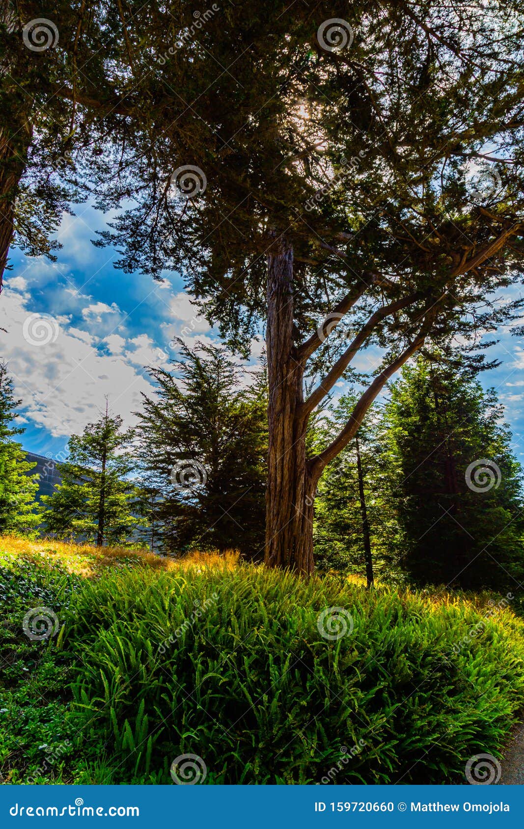 Generic Tree with Unusual Branches in San Francisco California Stock ...