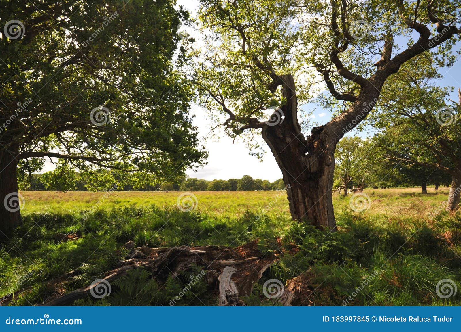 Generic Tree Vegetation with Tree Branches Seen from Down in Summer ...