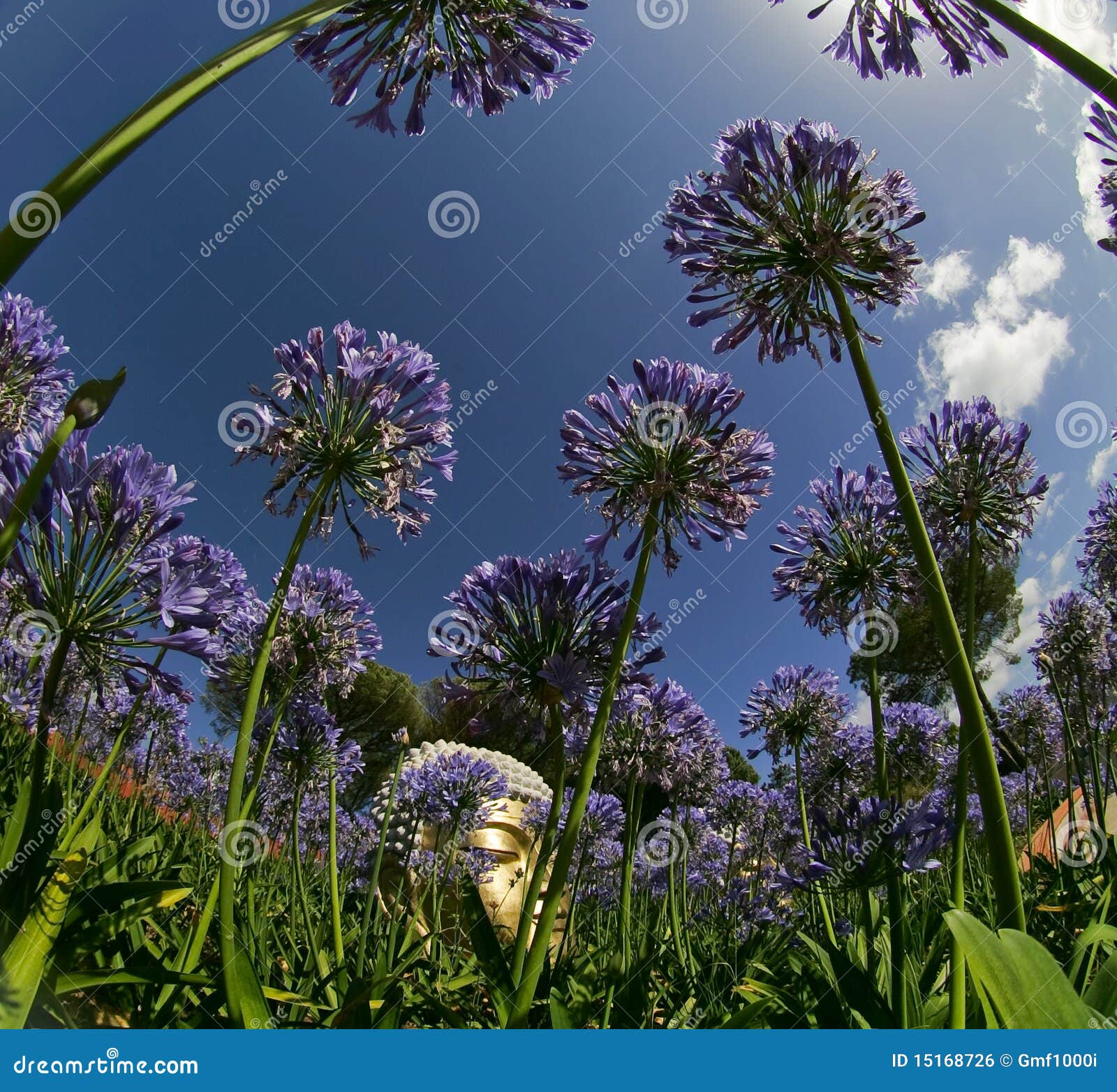 Generic Vegetation with Flowers Stock Photo - Image of glowing ...