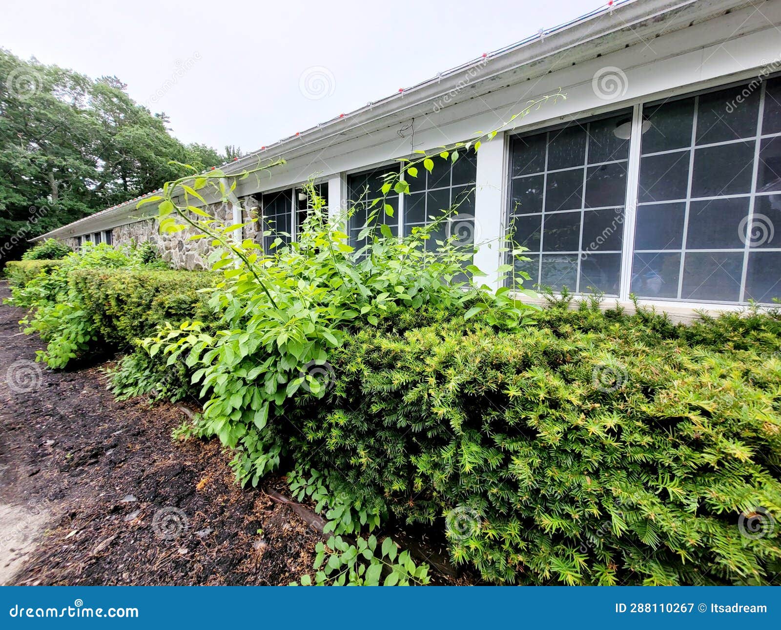 Generic Vegetation in Front of a Building Stock Image - Image of tree ...