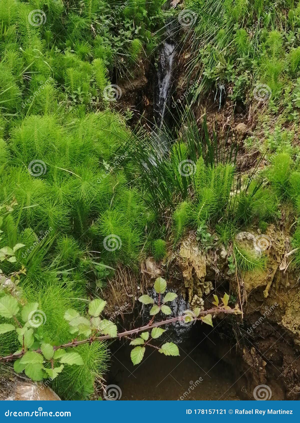 Generic Vegetation in a Stream Stock Image - Image of plants ...