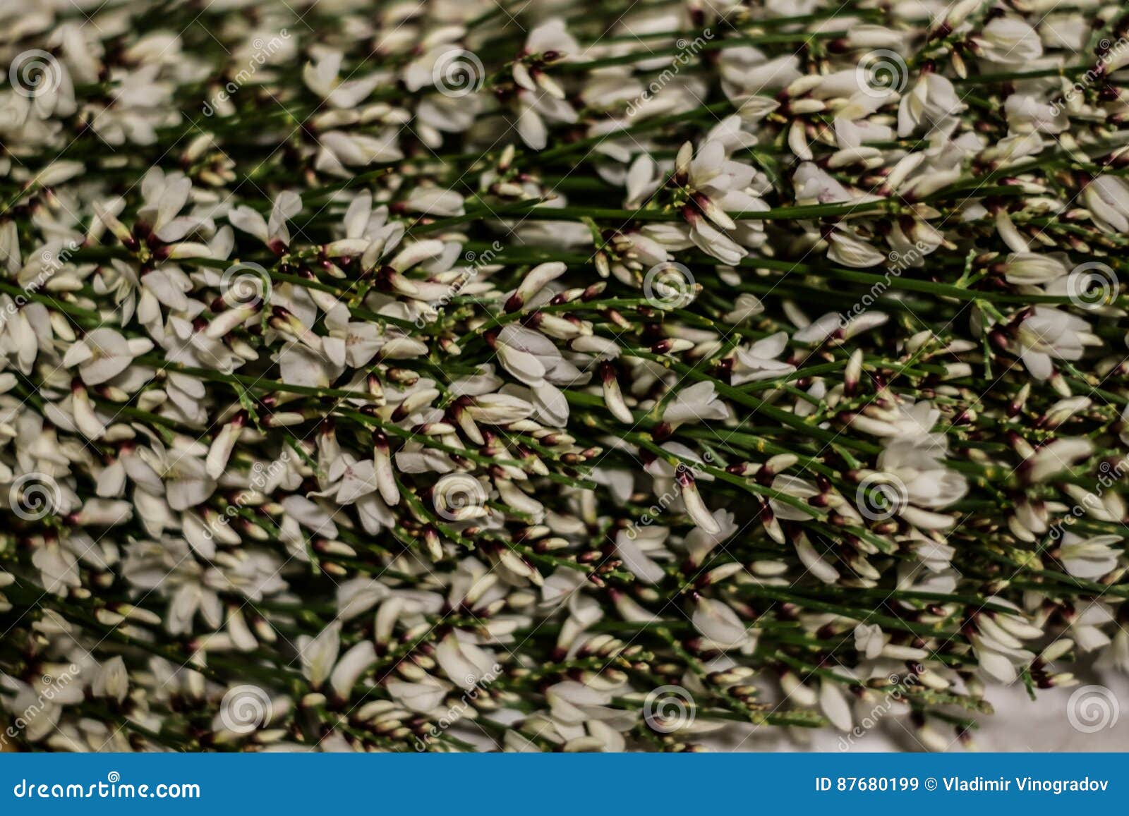 Genesta flowers stock image. Image of herb, people, flower - 87680199