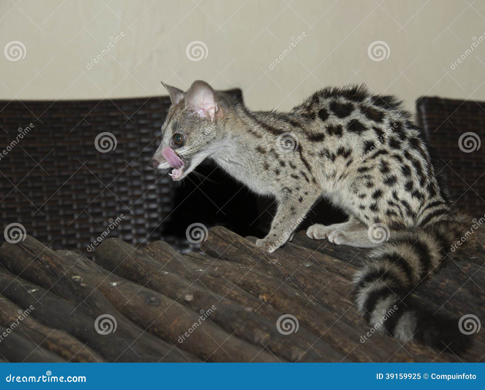 Genet cat stock image. Image of dark, teeth, ears, eyes - 39159925
