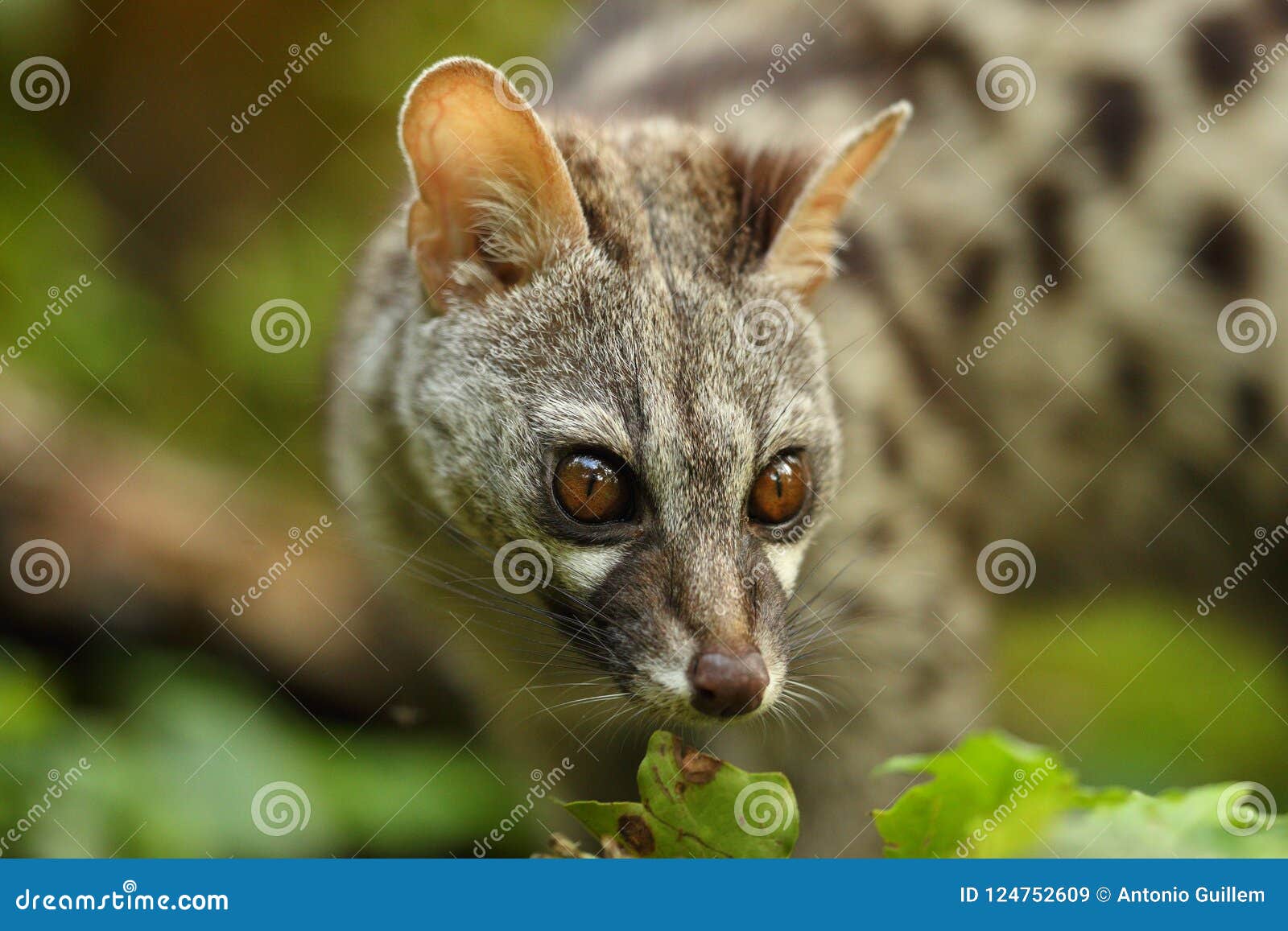 Genet Head Portrait in a Forest Stock Image - Image of african, fauna ...