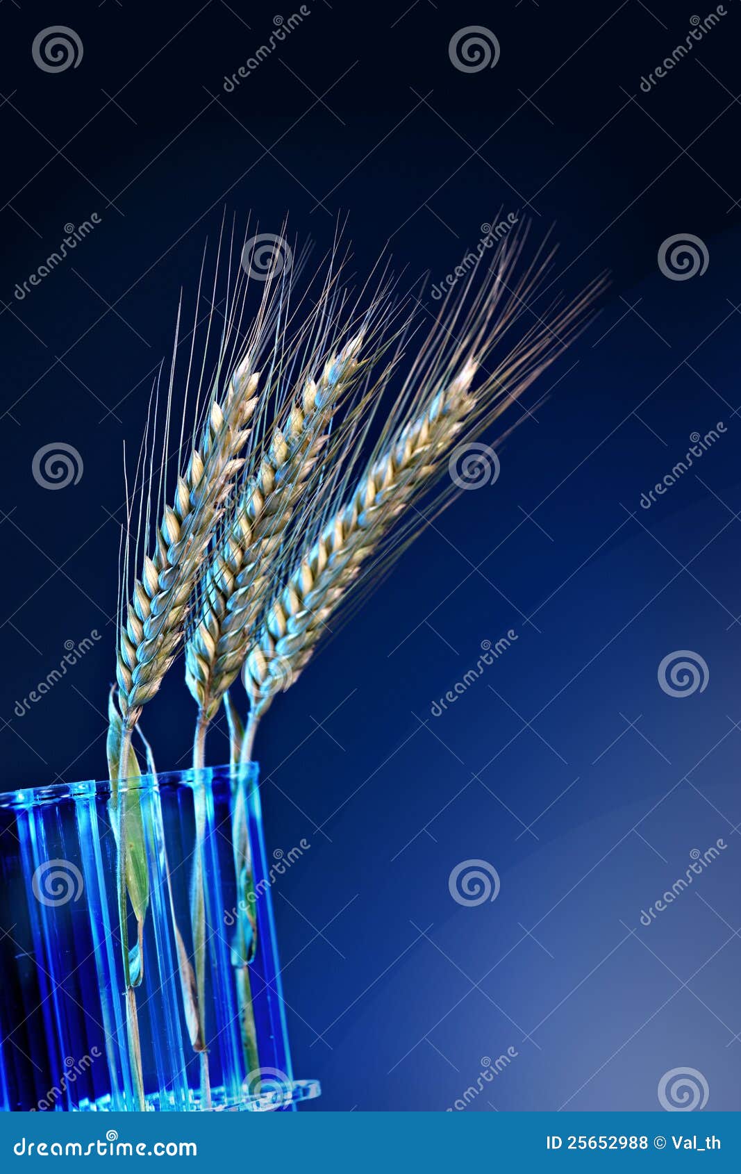 Genetic engineering stock photo. Image of genetic, science - 25652988