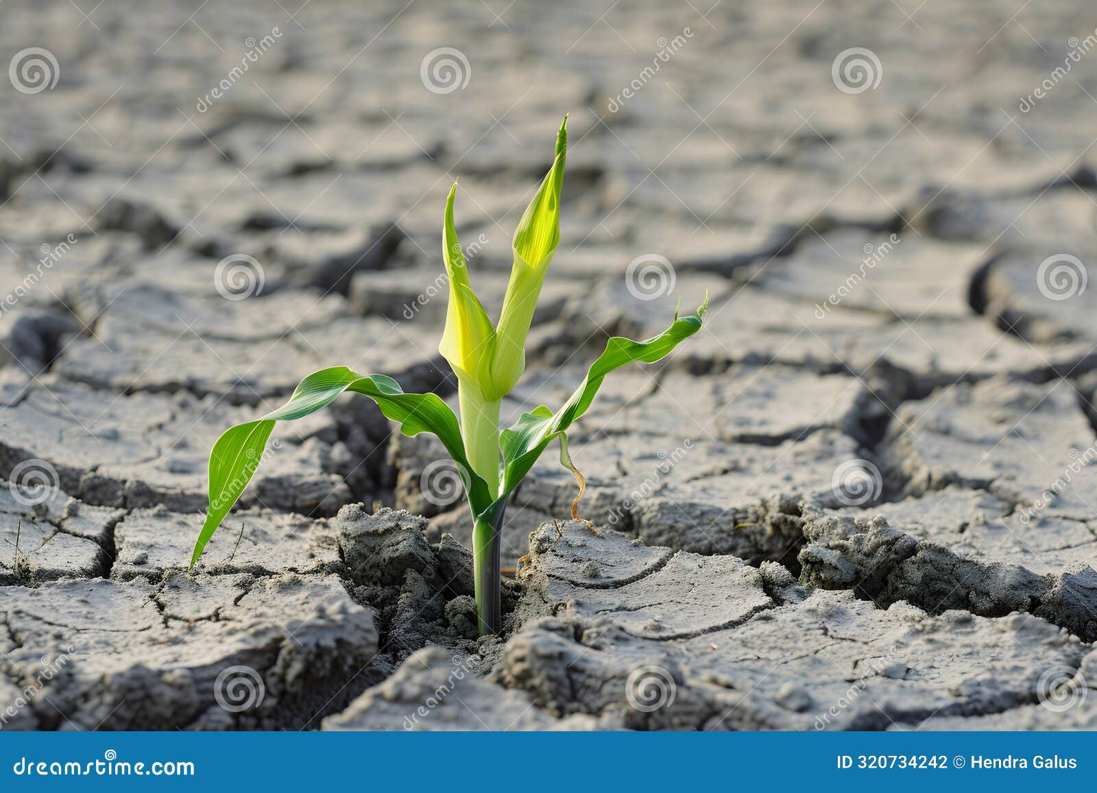 Genetic Engineering Creating Drought Resistant Crops Ensuring Food ...