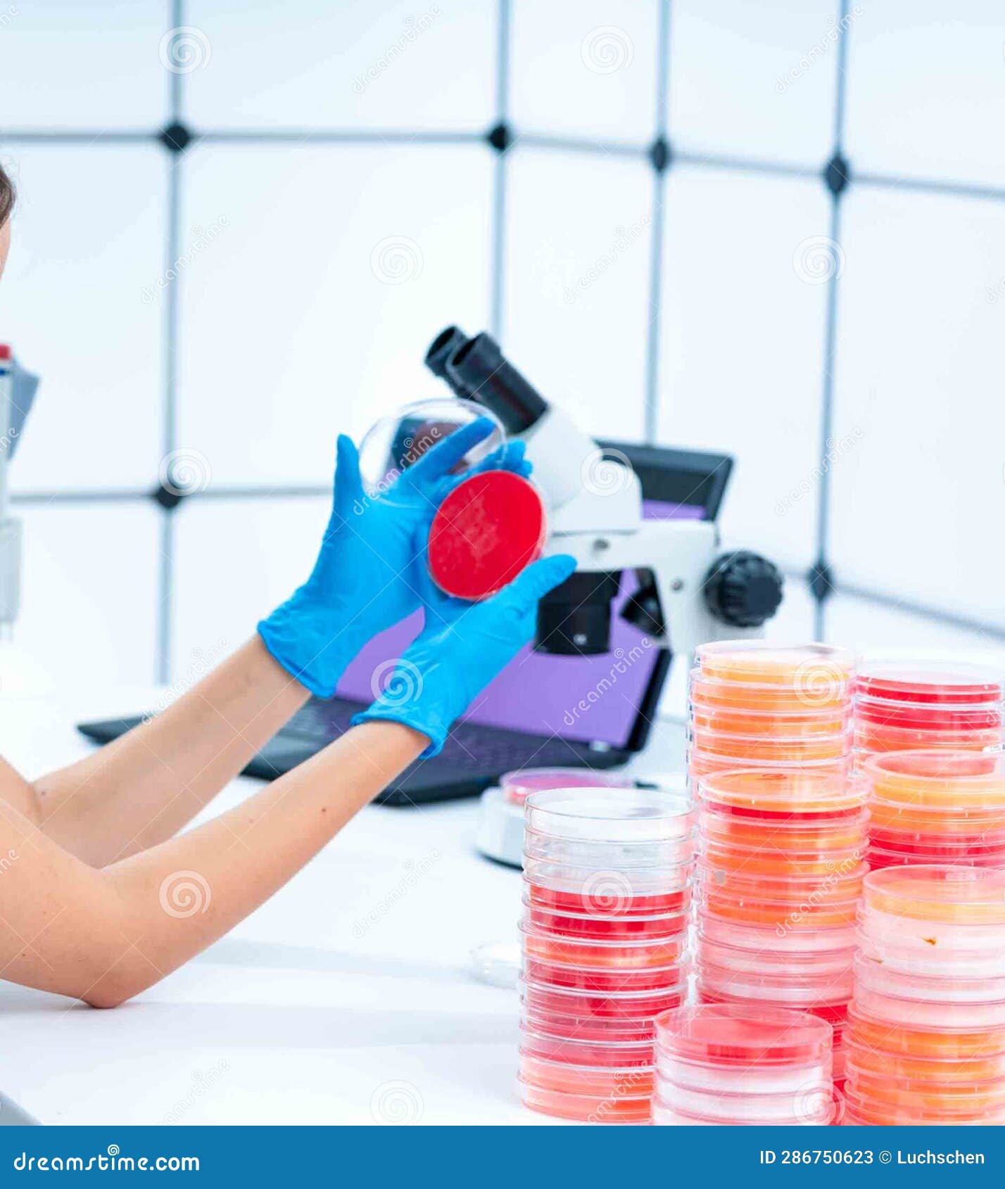 Genetic Engineering Experiments: Petri Dishes are Used in Genetic Engi ...