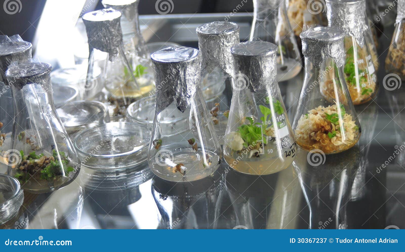 Genetic engineering stock image. Image of laboratory - 30367237