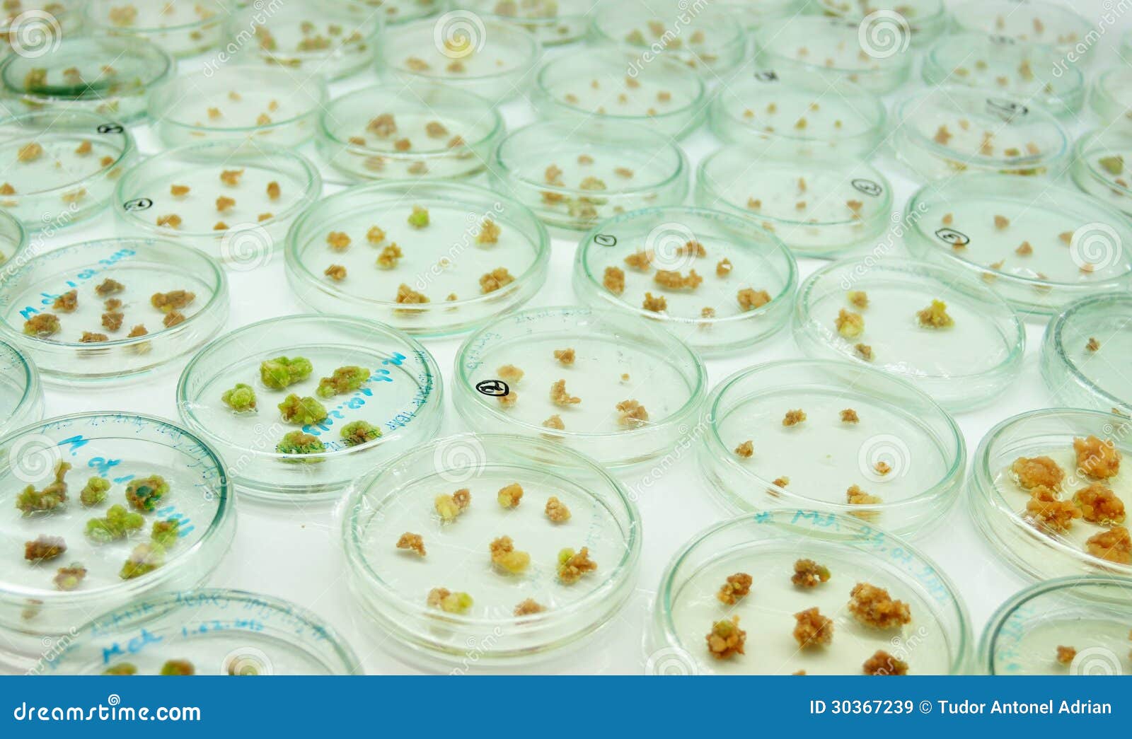 Genetic engineering stock image. Image of laboratory - 30367239