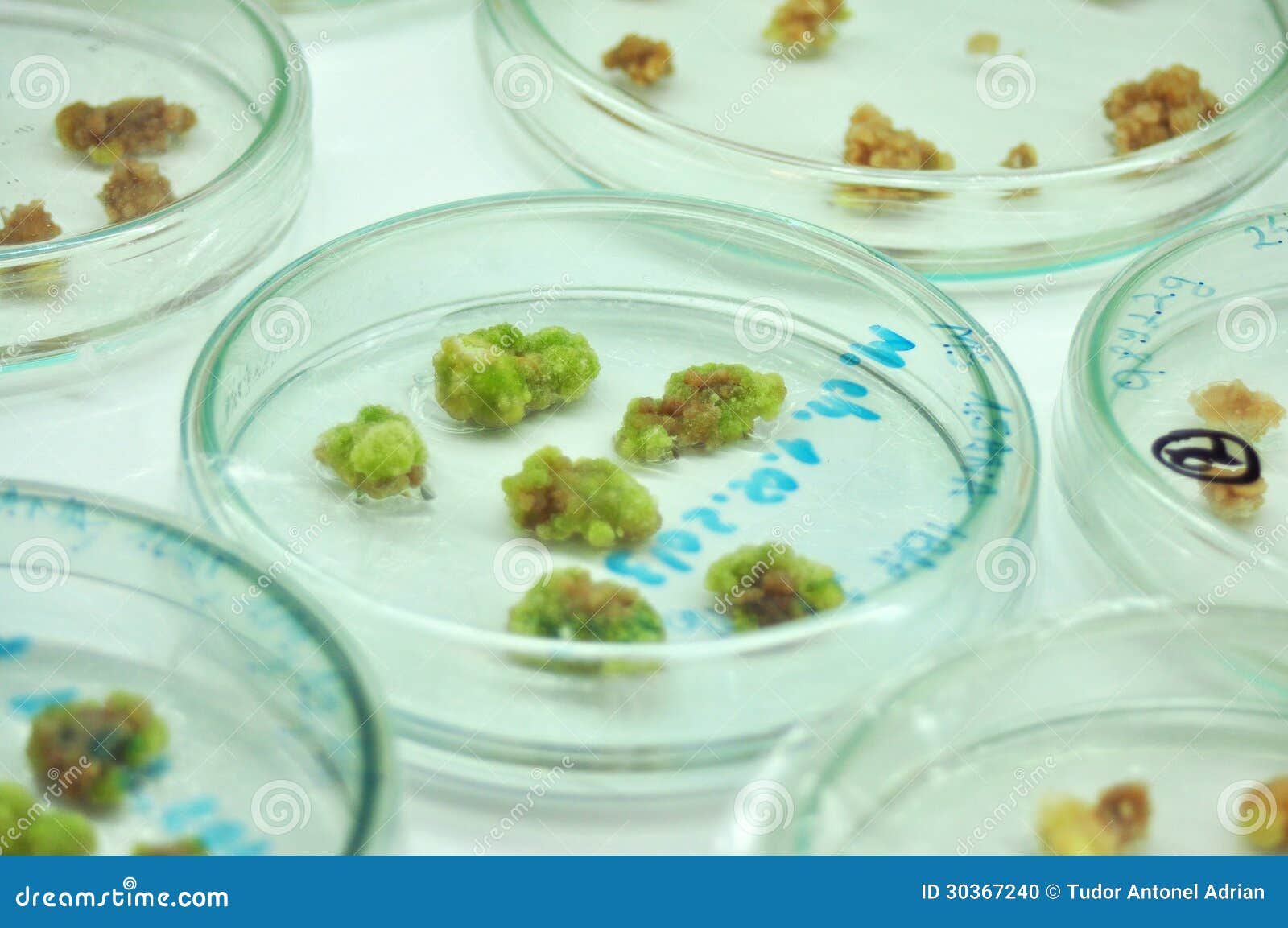 Genetic engineering stock photo. Image of laboratory - 30367240