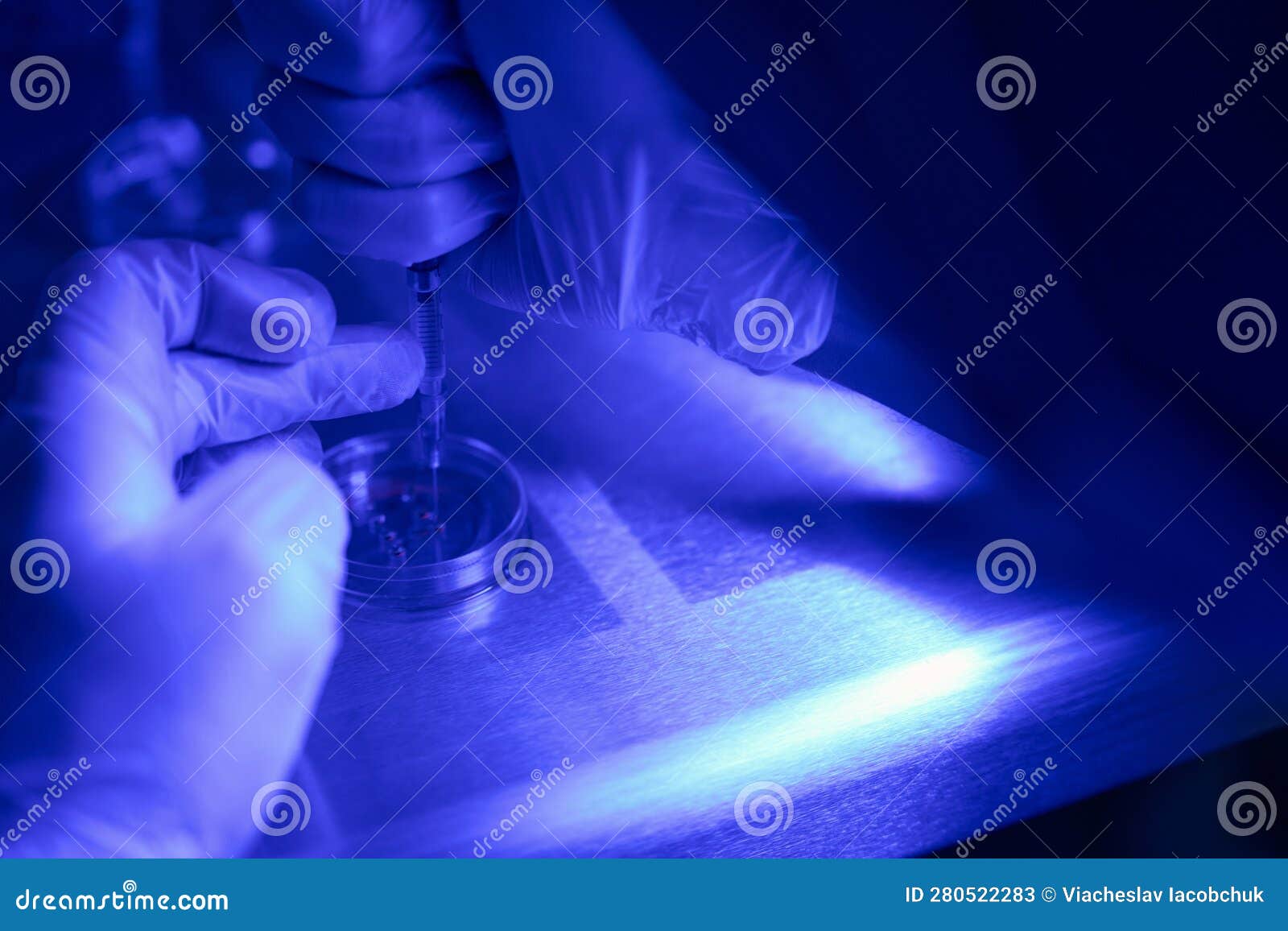 Genetic Laboratory Worker Adding Samples of Cells To Object Plate Stock ...