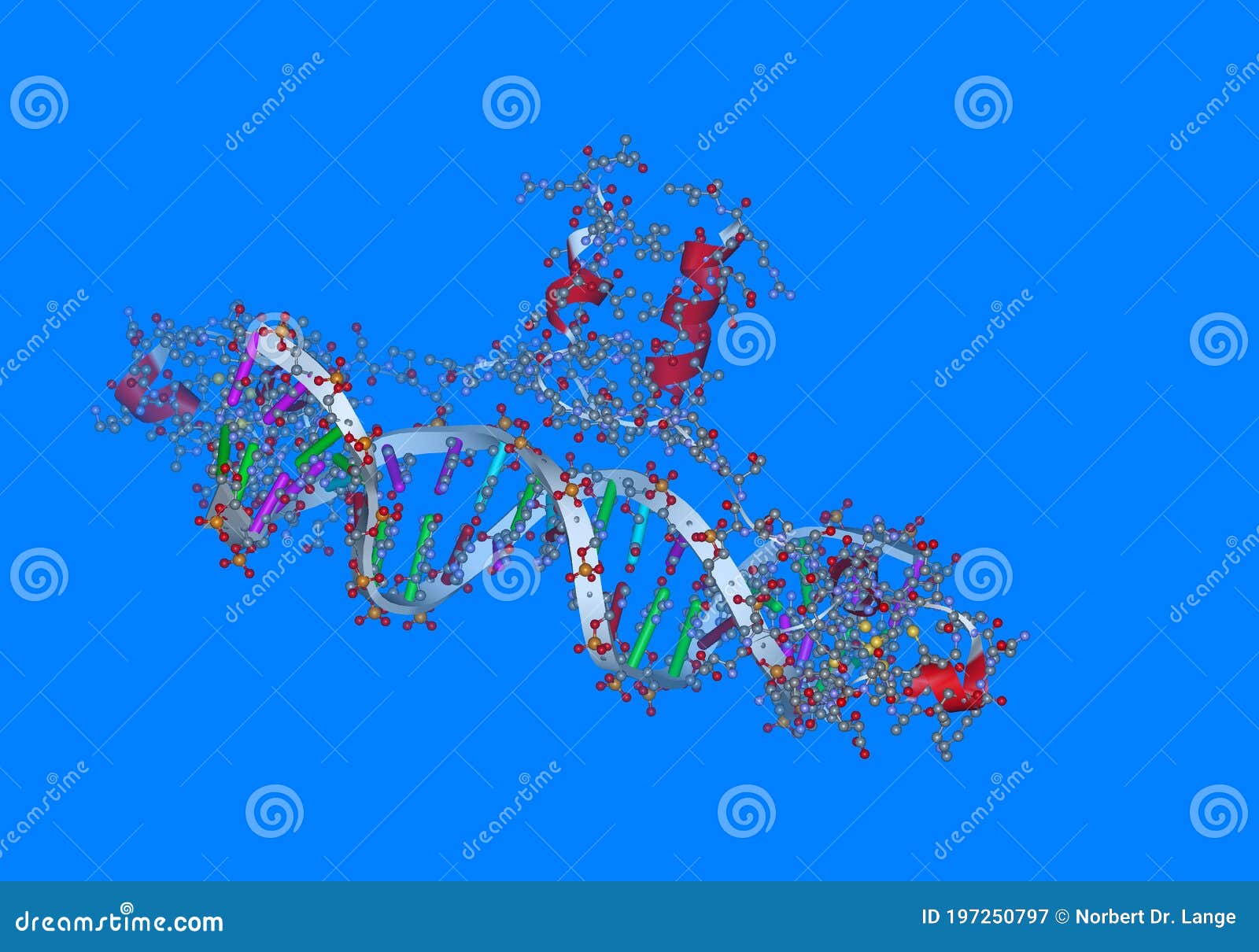 Genetic Material Molecular Model Stock Illustration - Illustration of ...