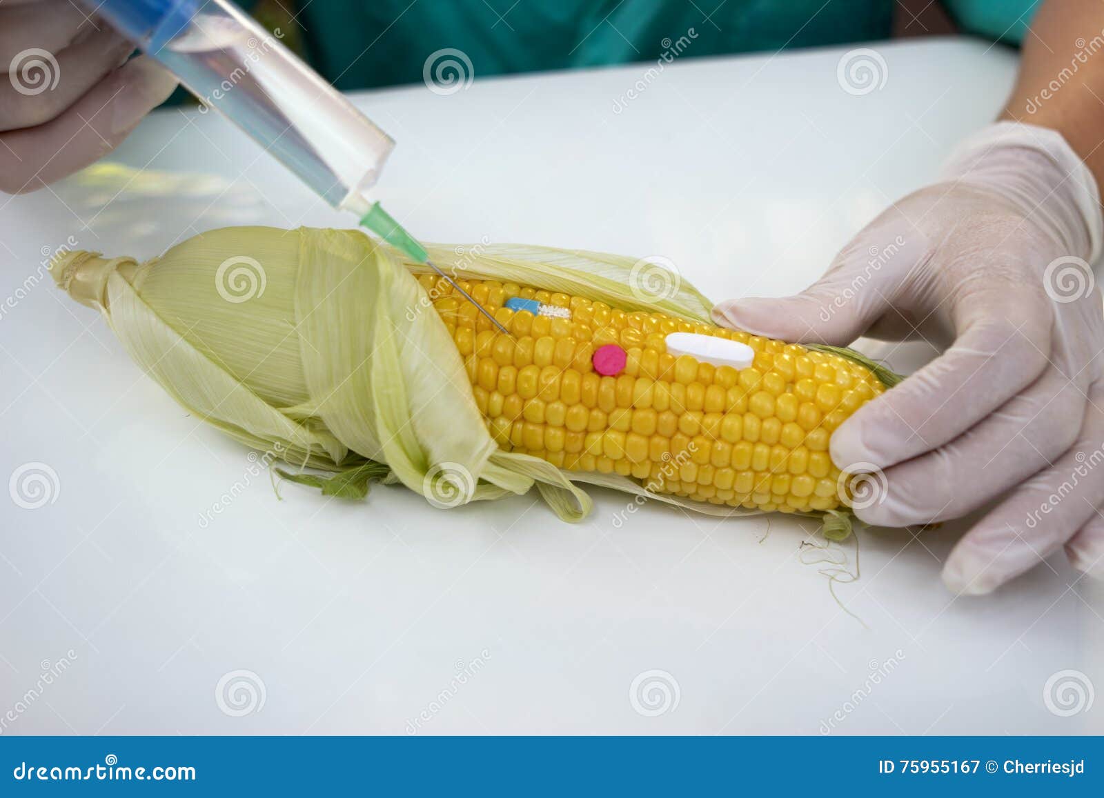 Genetic Modification of Corn Stock Image - Image of danger, cereal ...