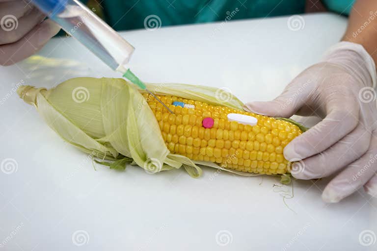 Genetic Modification of Corn Stock Image - Image of danger, cereal ...