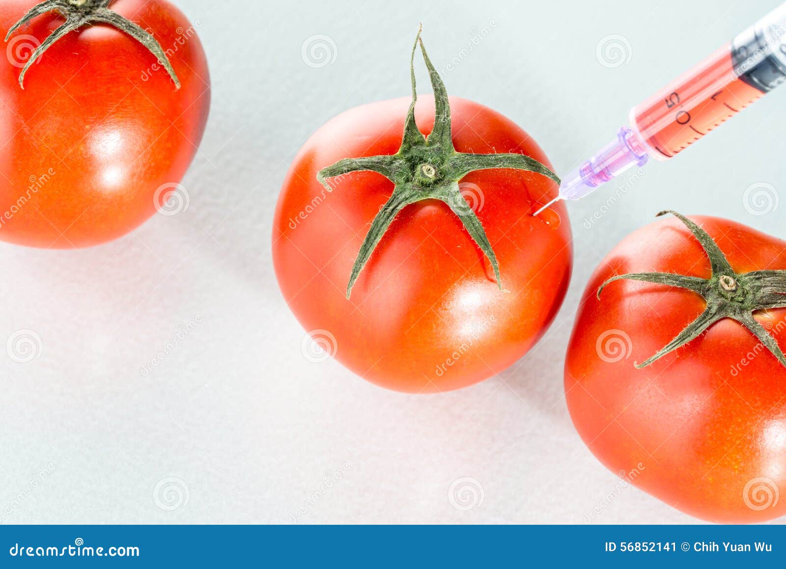 Genetic Modification Red Tomato Laboratory Glassware on White Stock ...
