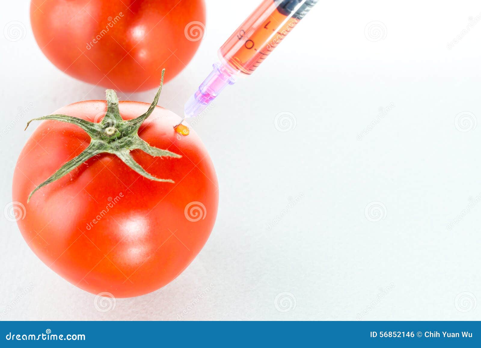 Genetic Modification Red Tomato Laboratory Glassware on White Stock ...