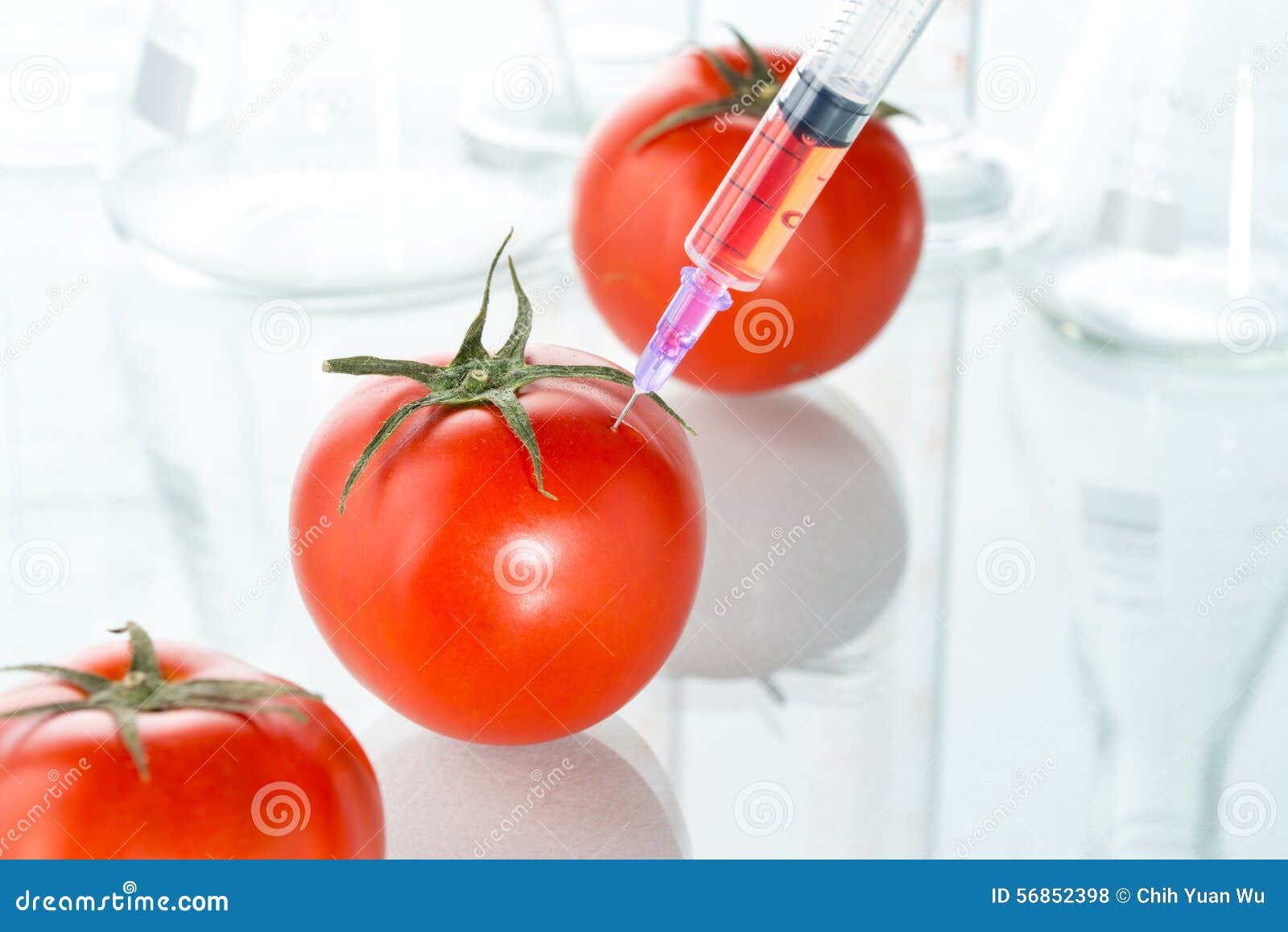 Genetic Modification Red Tomato Laboratory Glassware on White Stock ...