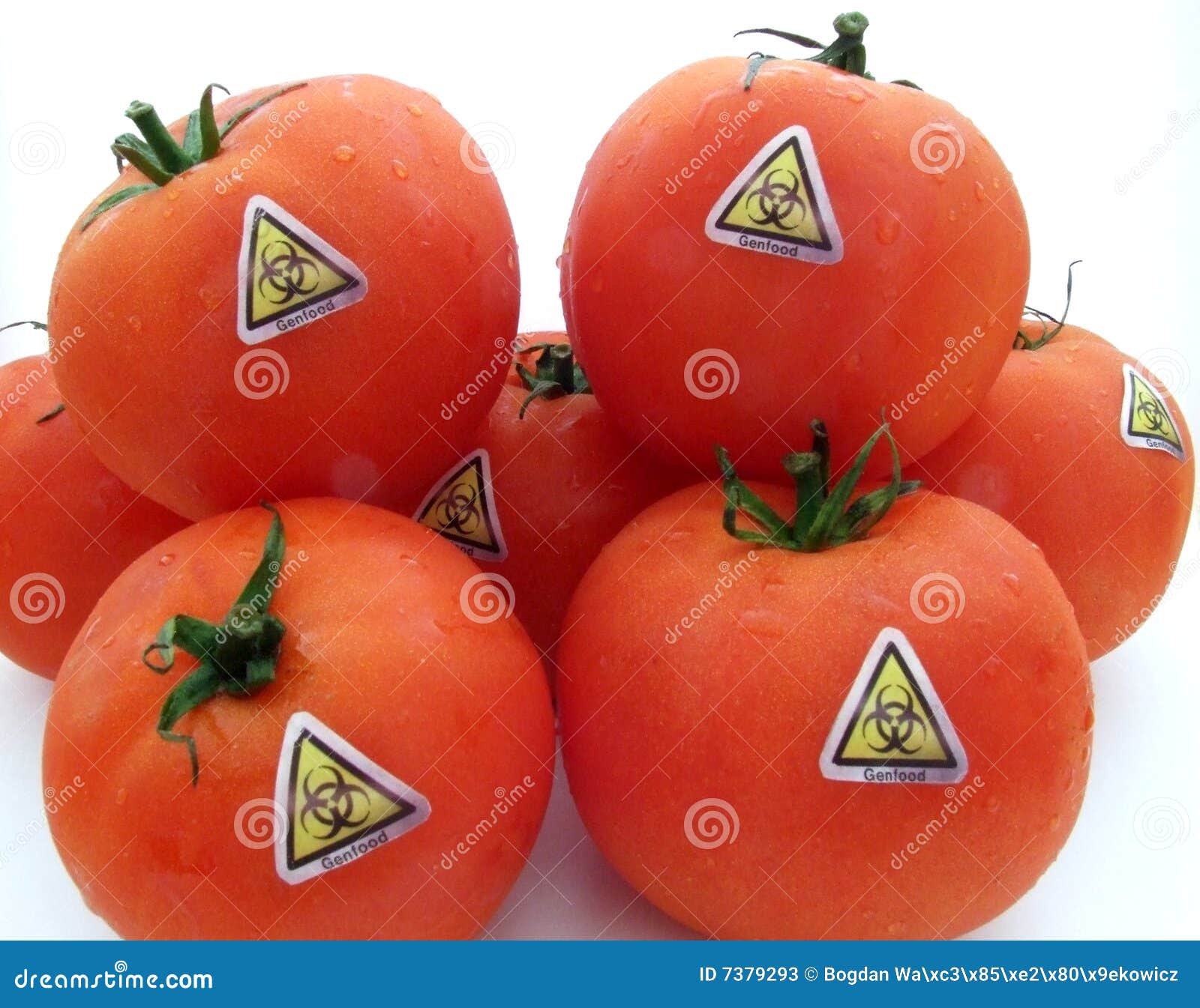 Genetic Modification Tomatoes Stock Image - Image of modification ...