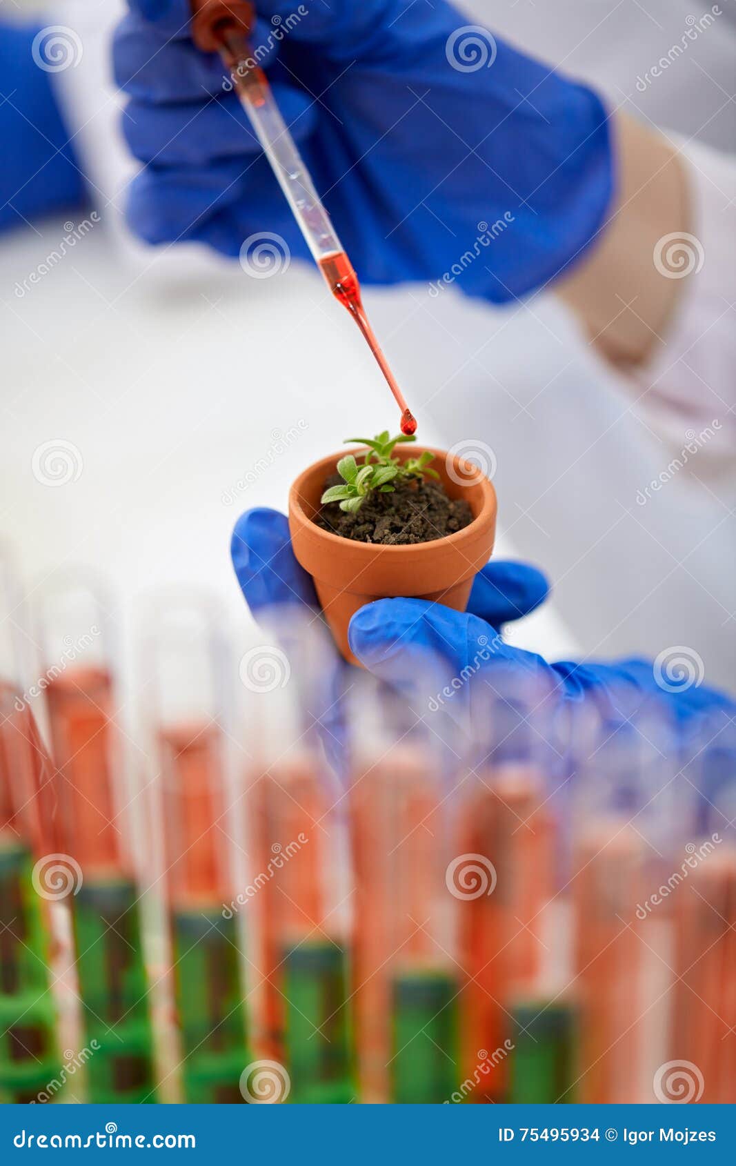 Genetic modified gmo plant stock photo. Image of gloves - 75495934