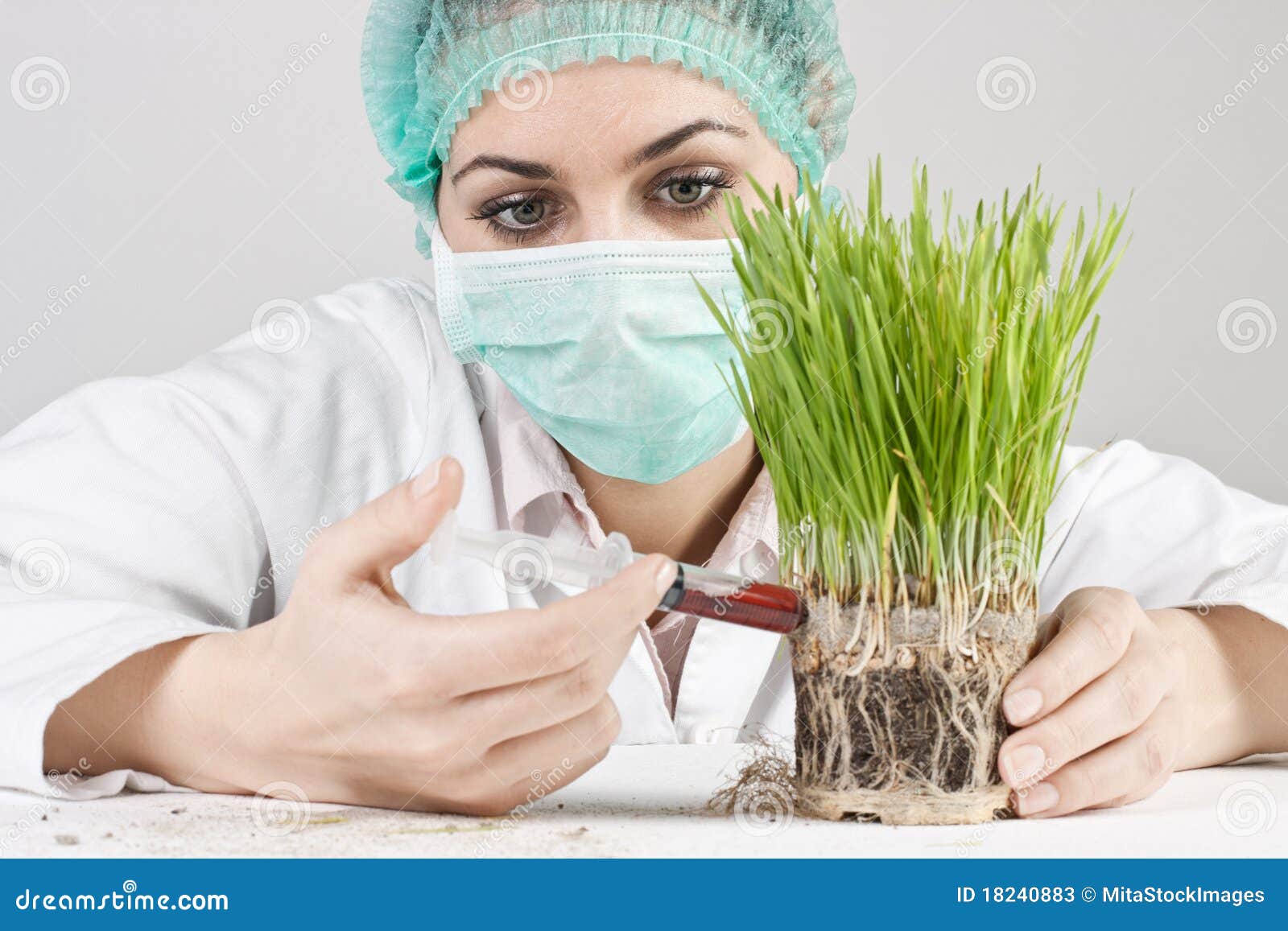 Genetic modified plant stock image. Image of care, nature - 18240883