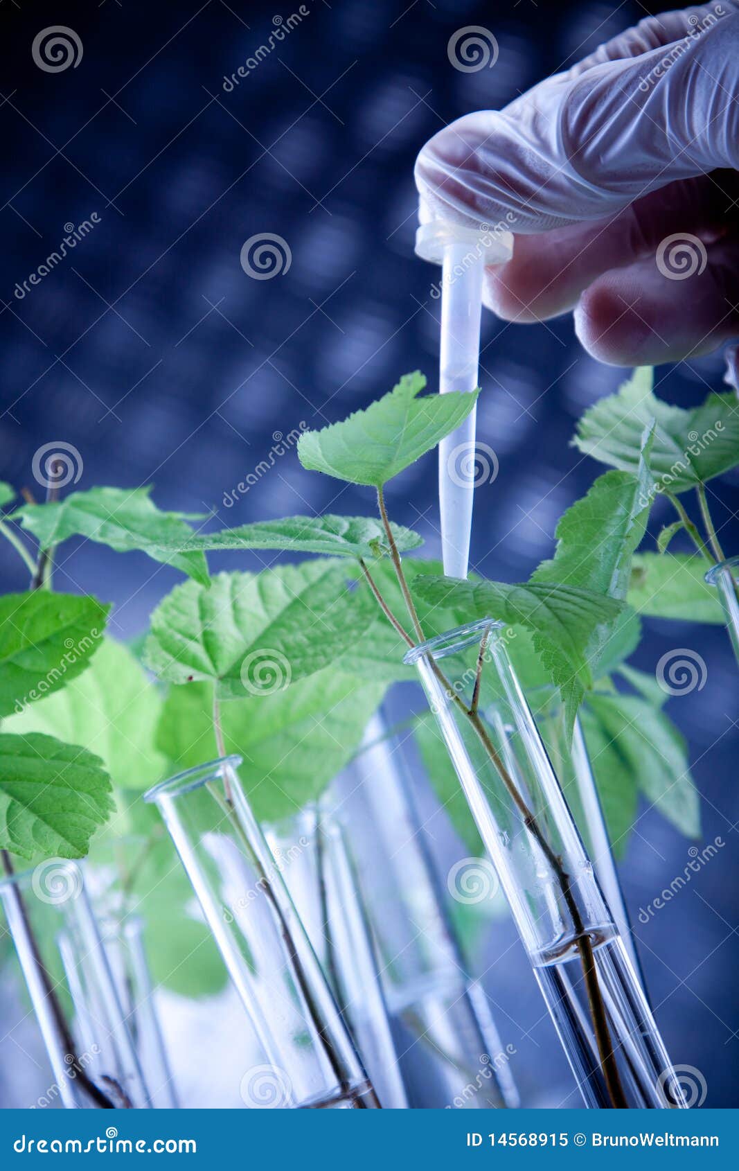 Genetic Modify Plants Royalty Free Stock Photo - Image: 14568915