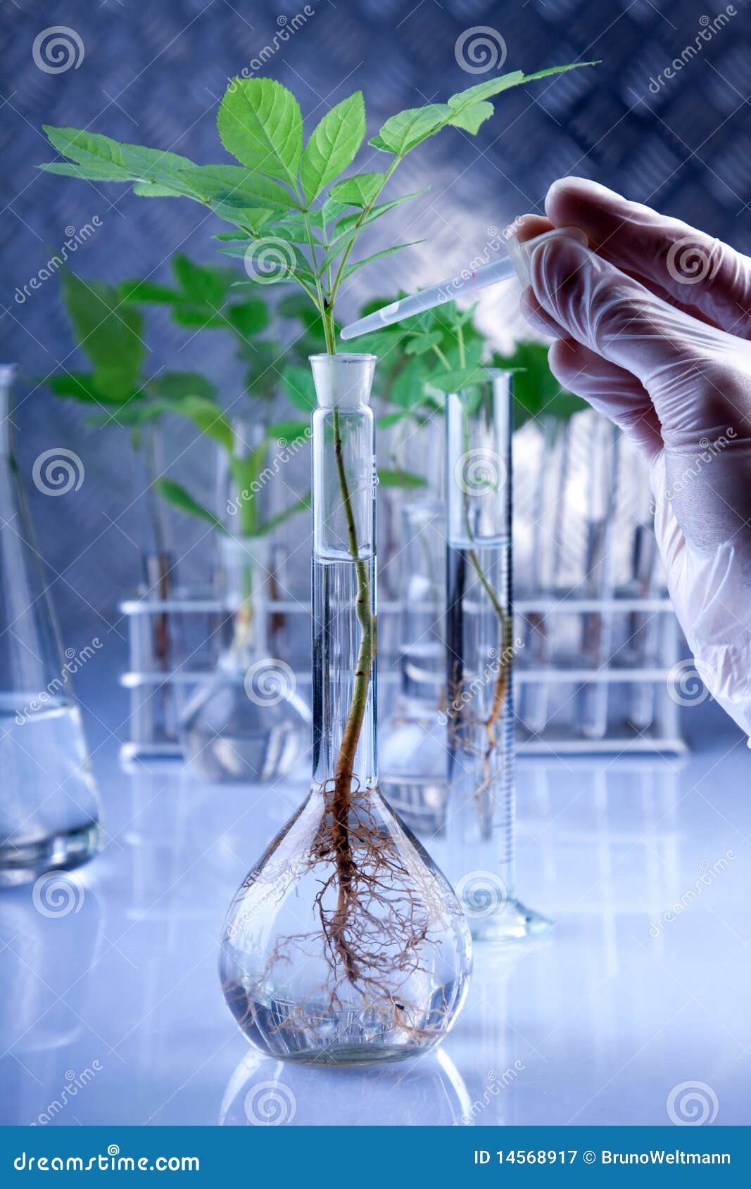 Genetic modify plants stock image. Image of microbiology - 14568917