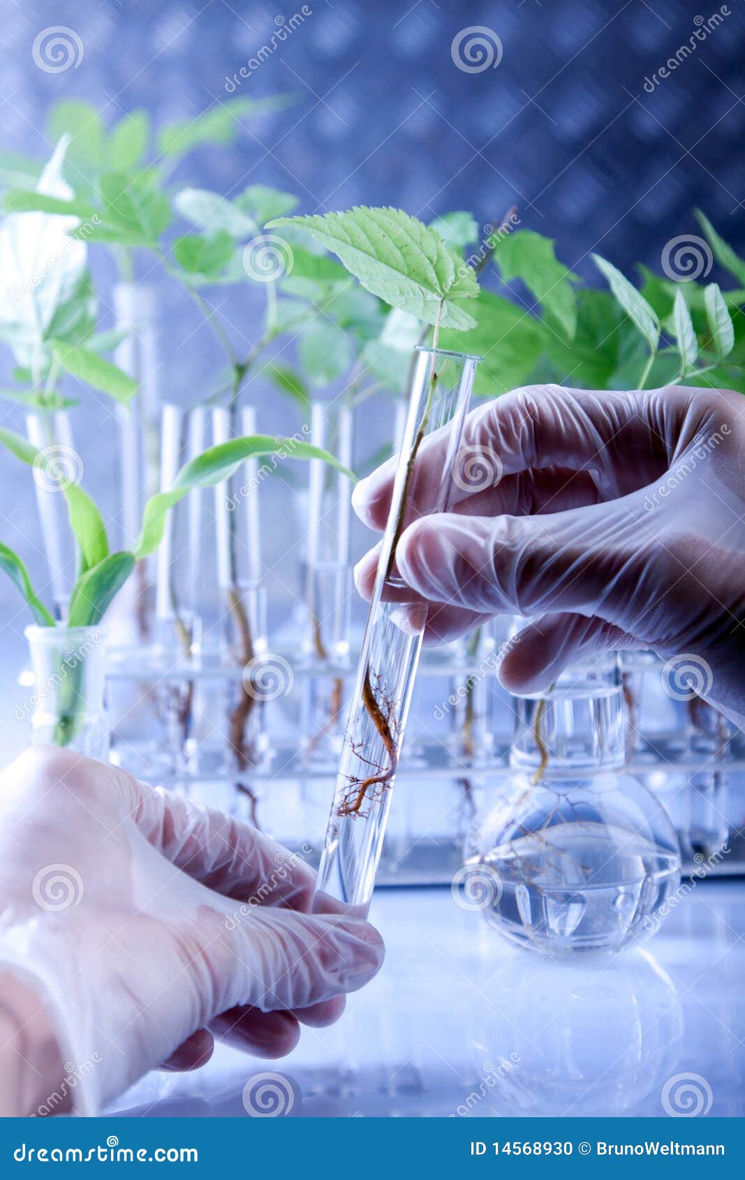 Genetic modify plants stock photo. Image of chemical - 14568930