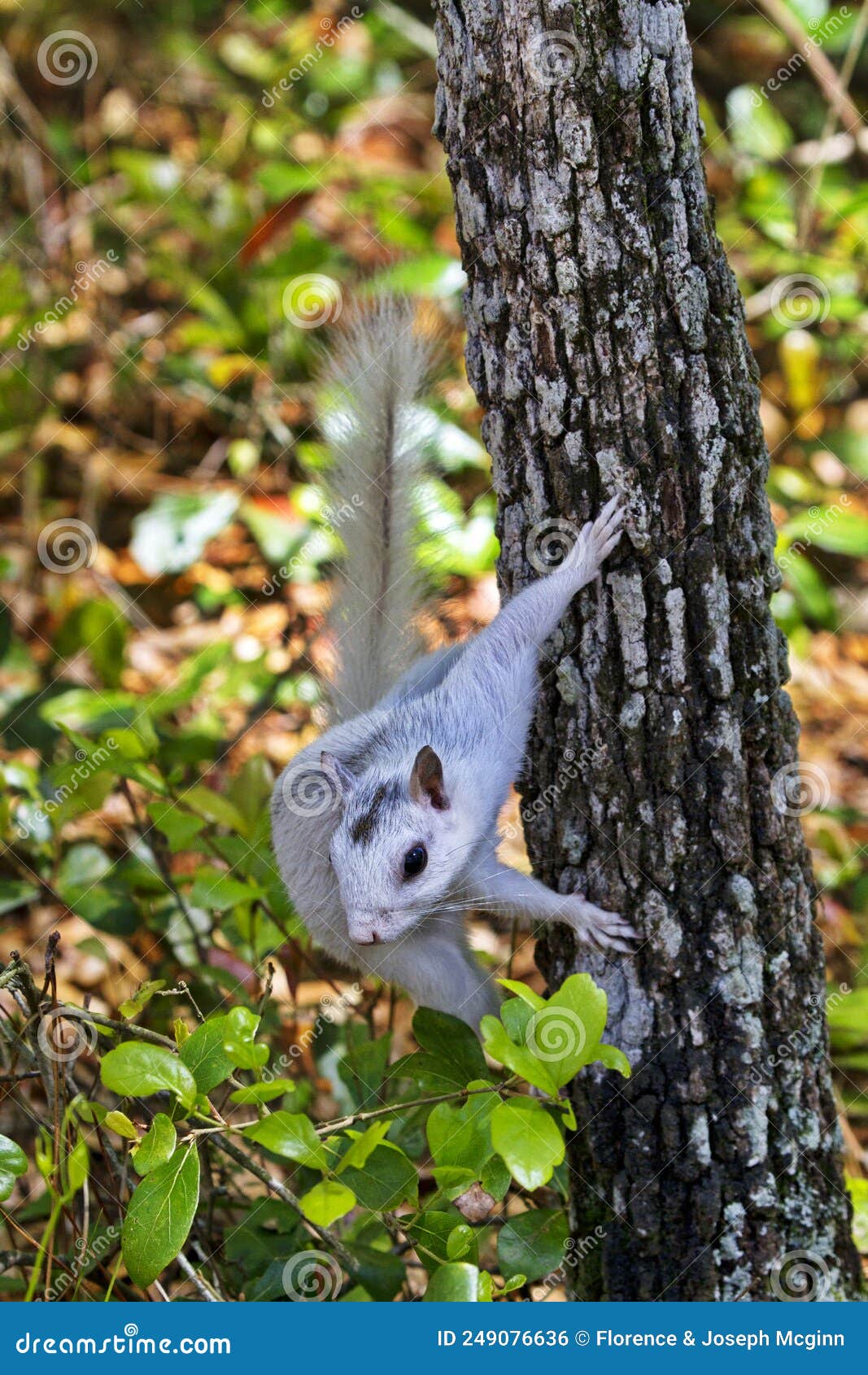 Genetic Mutation White Squirrel at Ochlockonee River State Park Stock ...